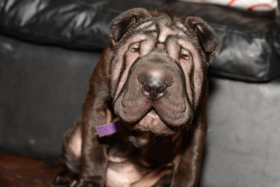 Portrait brown purebred dog free image download