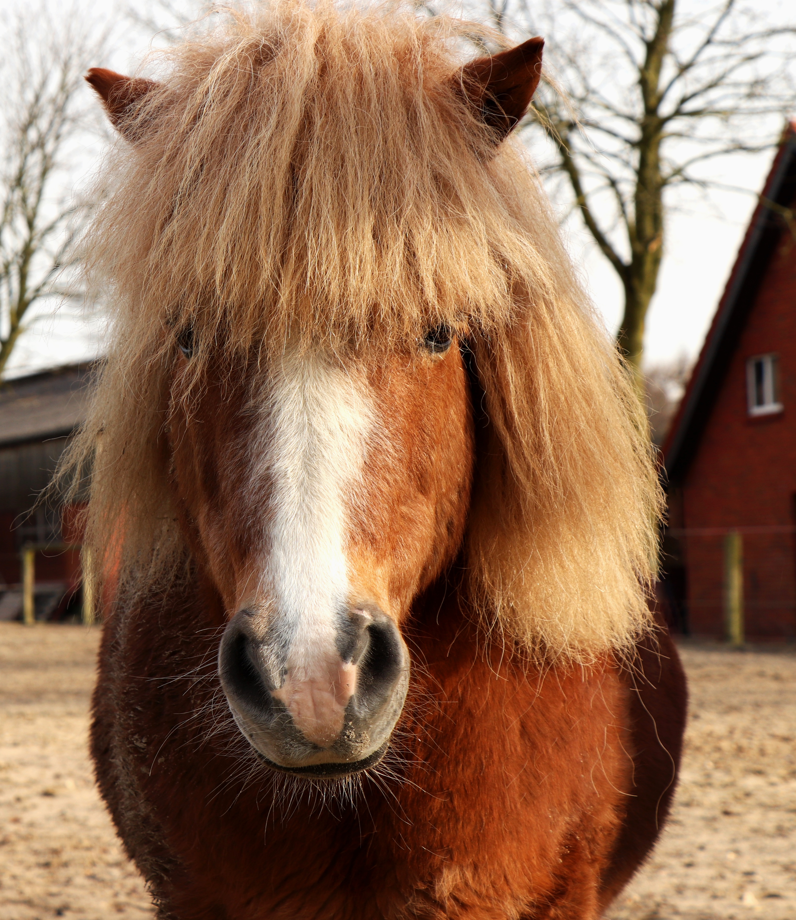 Pony Animal free image download