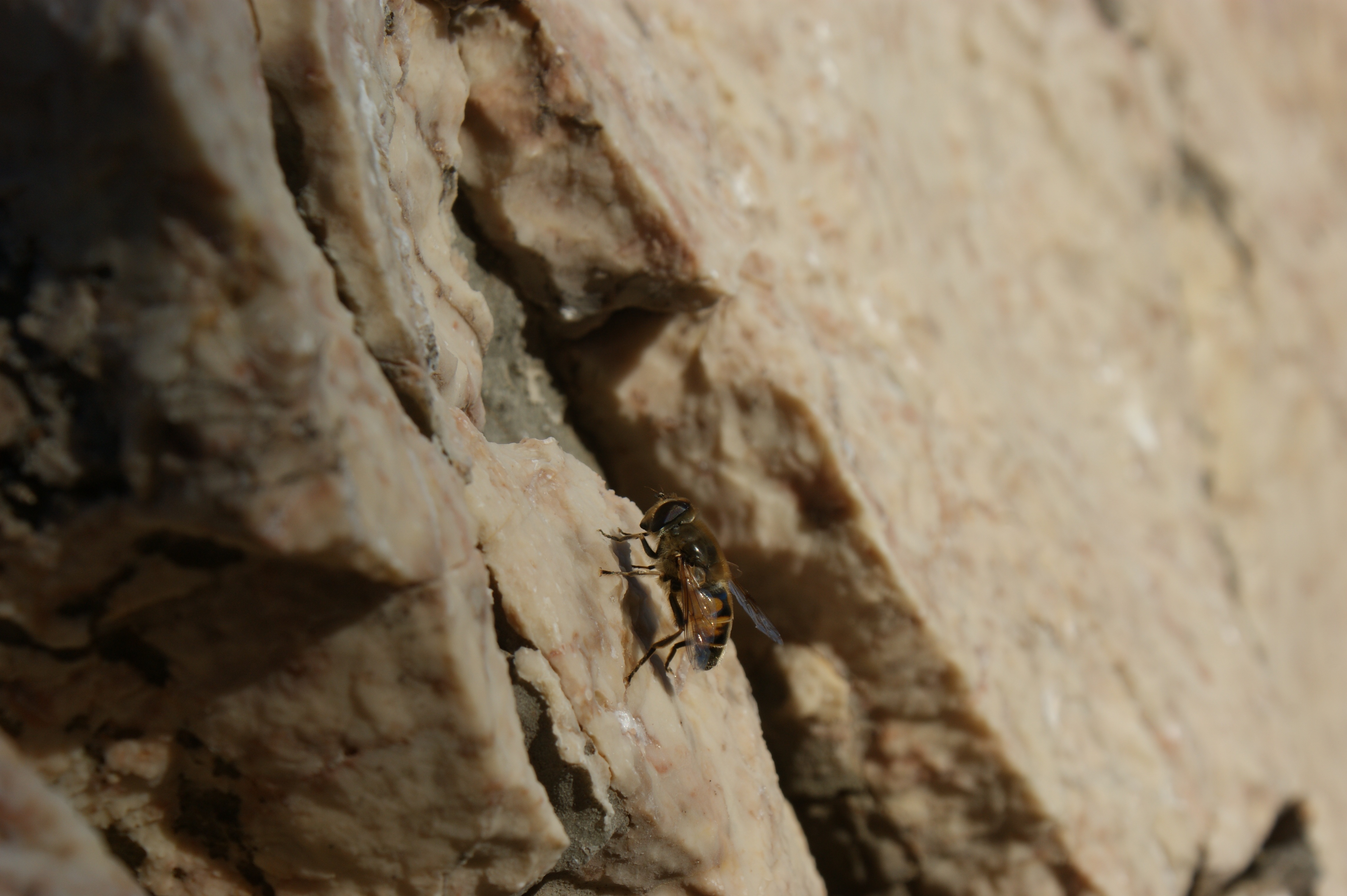 Fly Insect Flying free image download