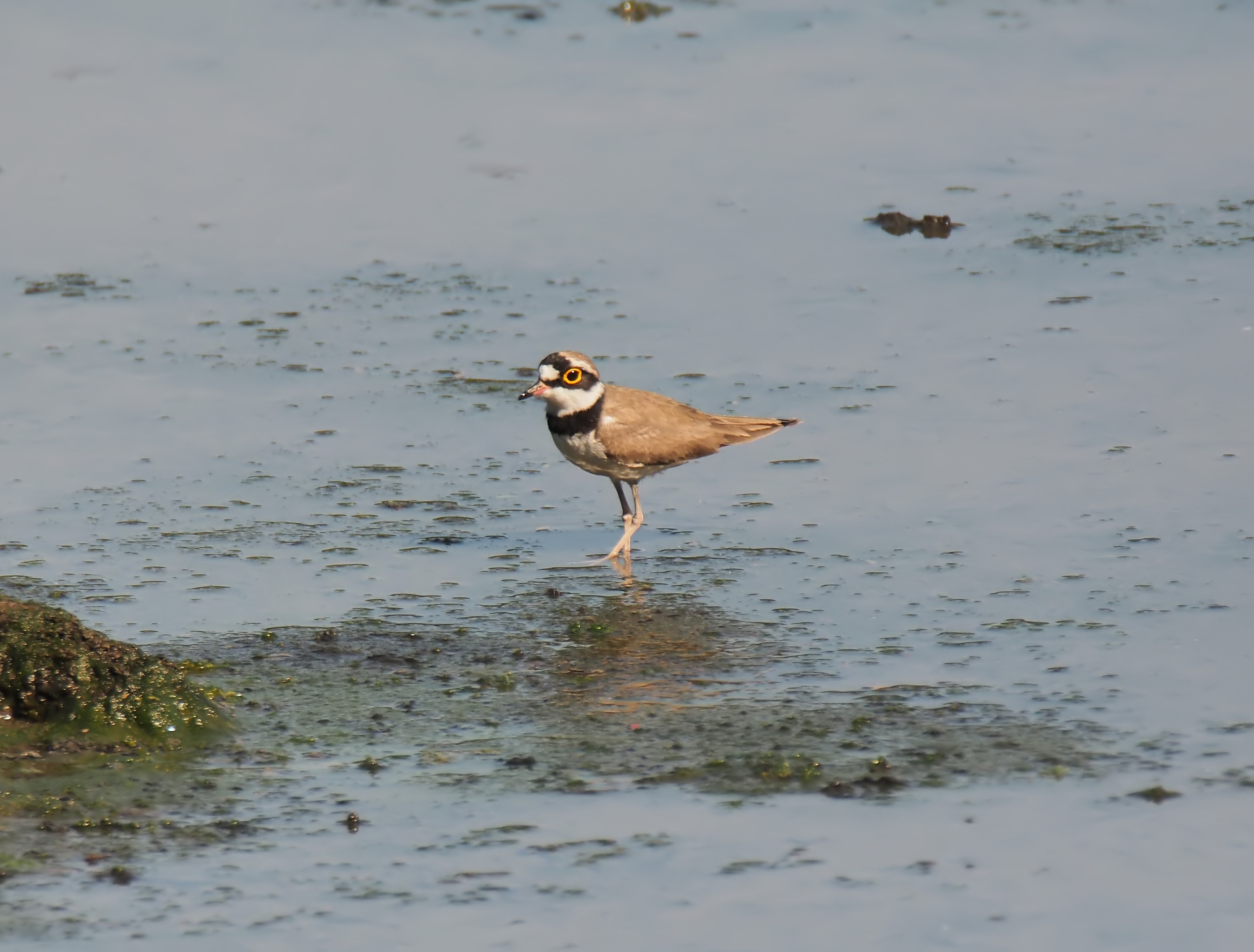 Small Wild Wildlife free image download