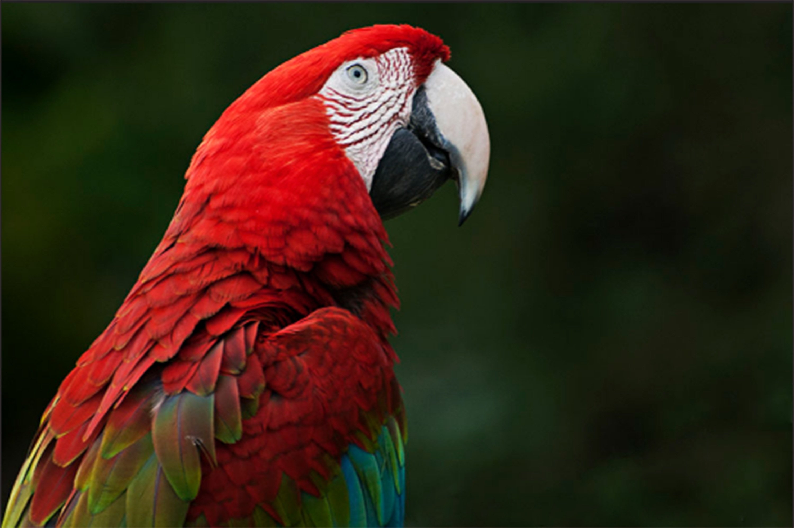 Ara Parrot Bird free image download