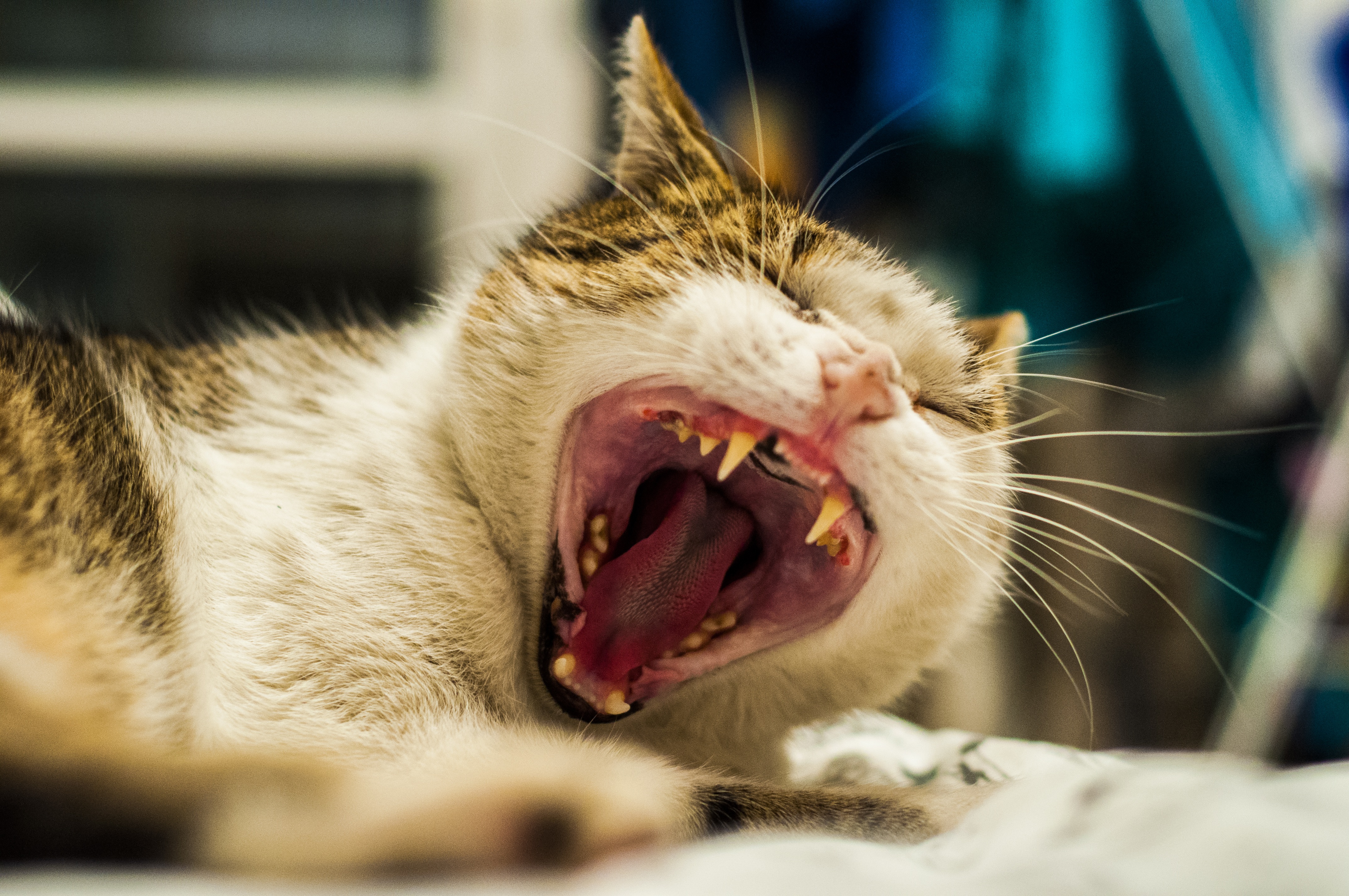 Cat Friend Nice free image download