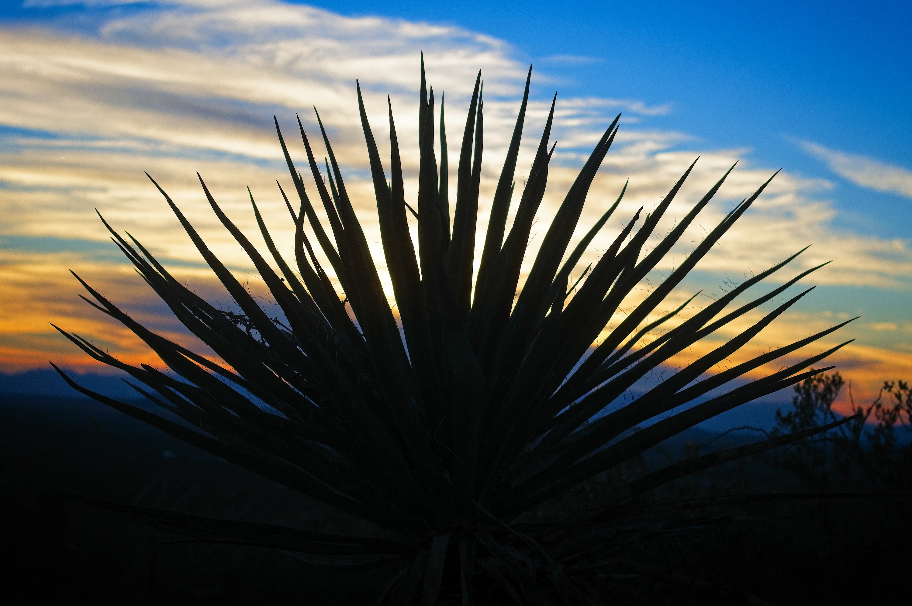 Yucca Against New Mexico Sunset free image download