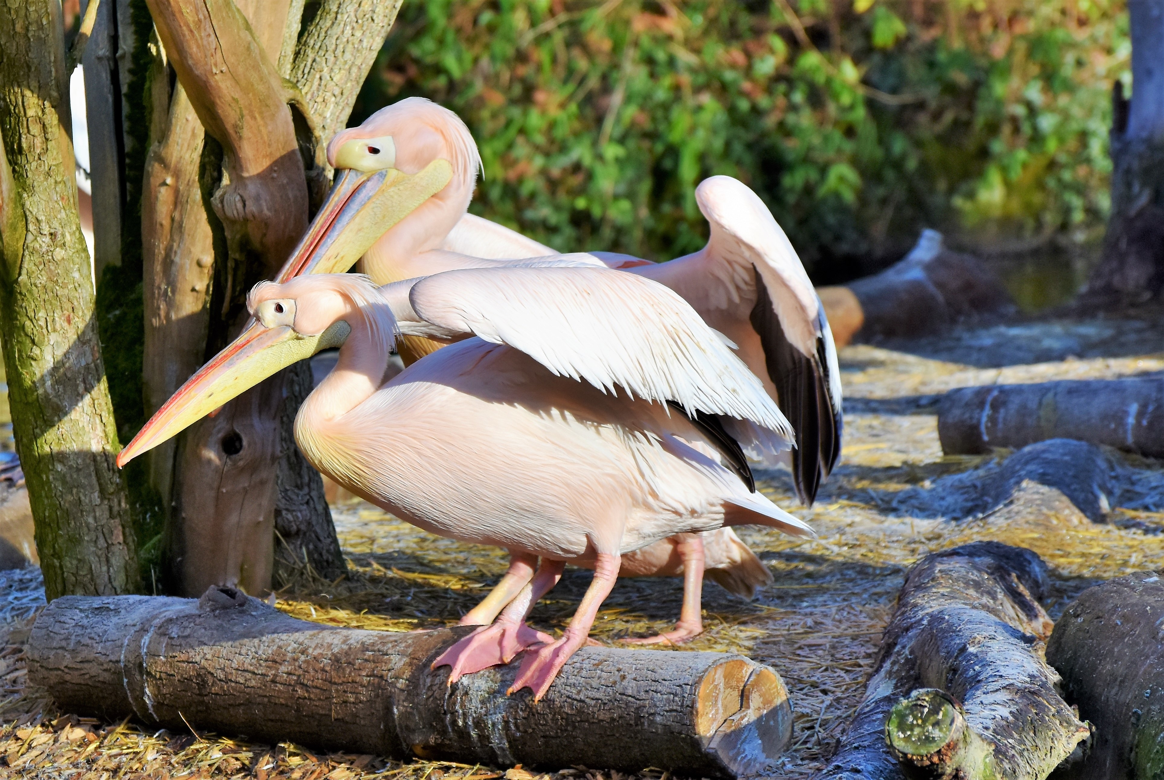 Pelikan Water Bird Pink Pelican free image download