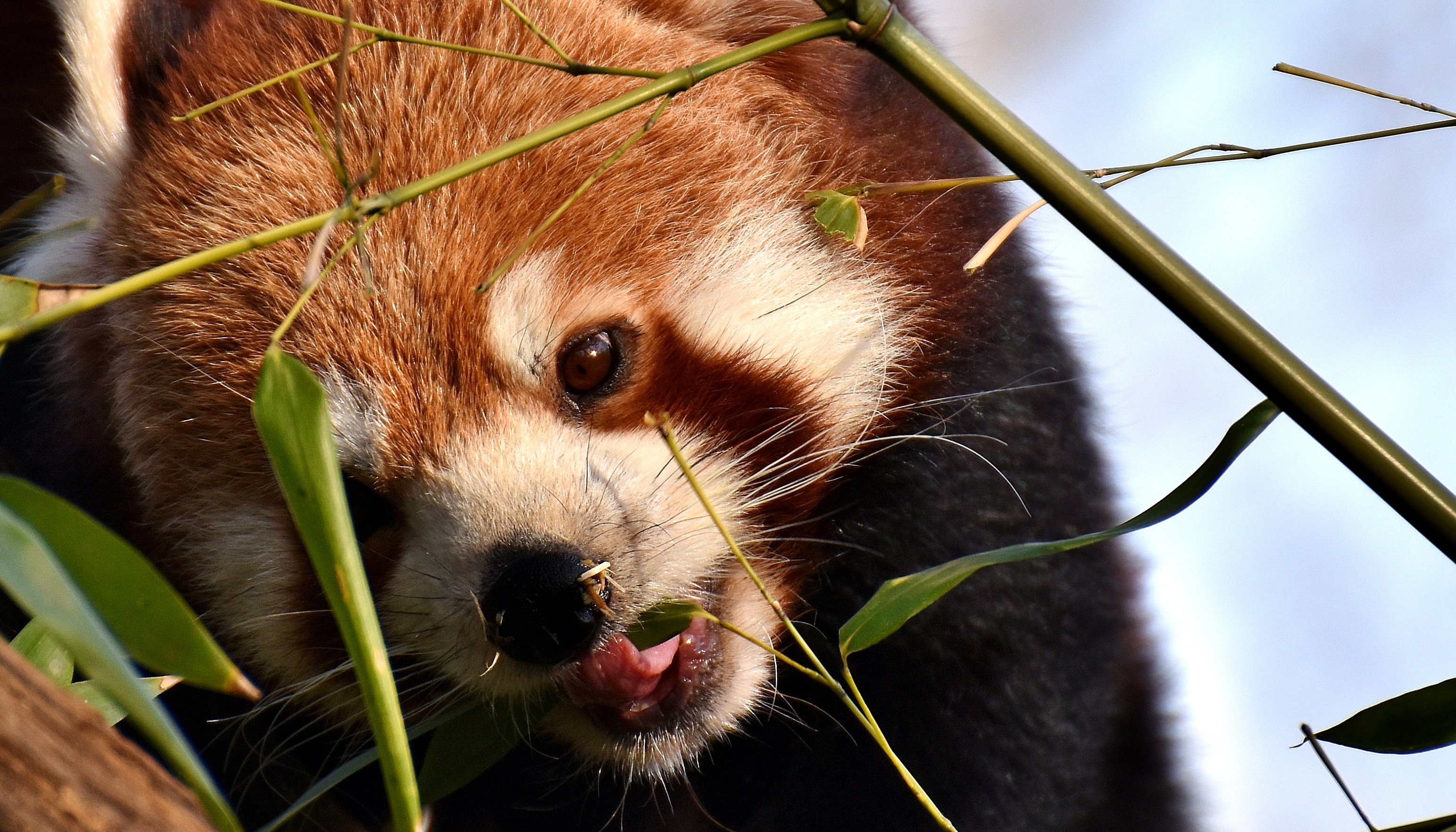 Panda Red Bear Cat Ailurus free image download