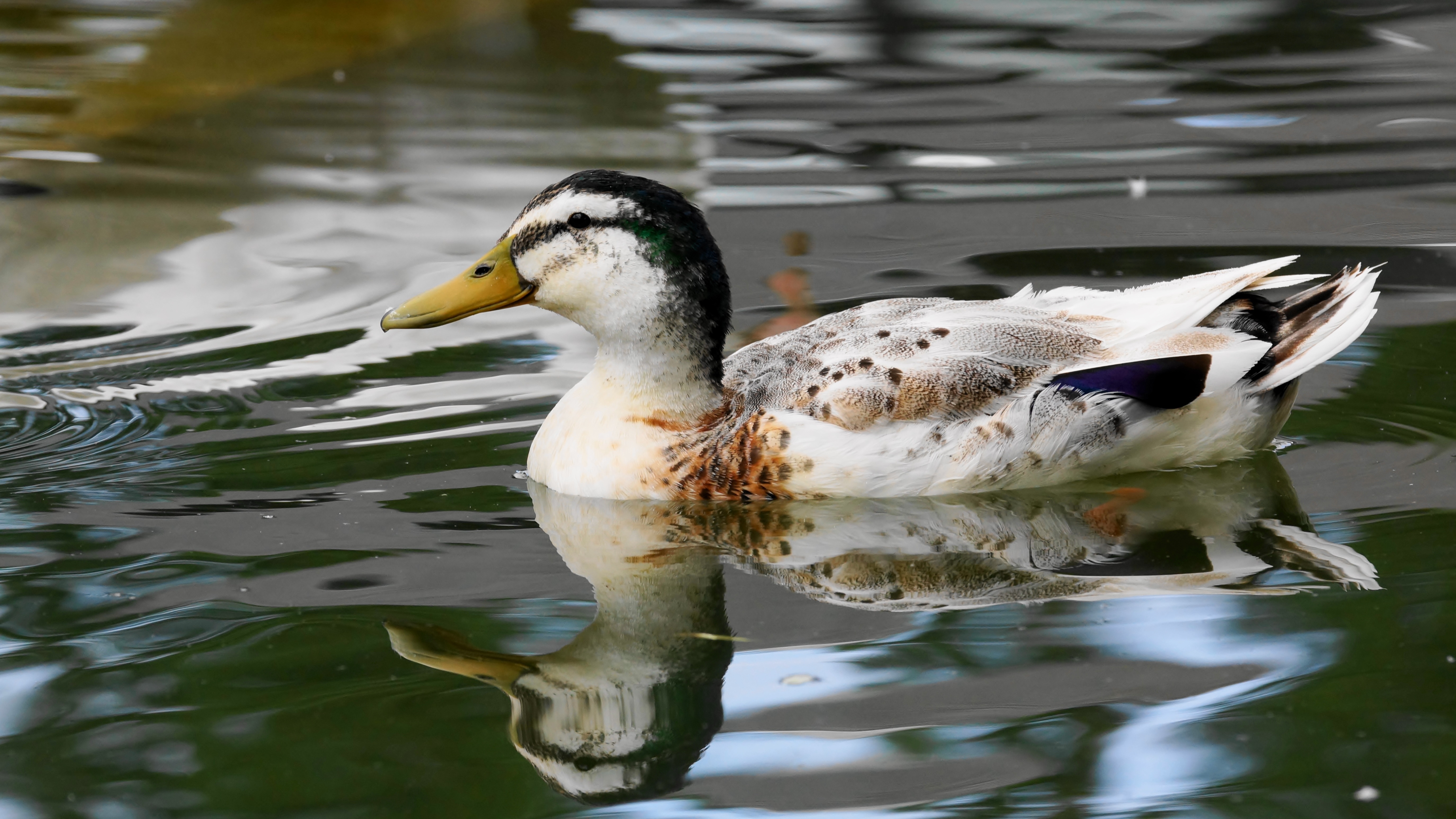 Bird Duck Mare Body Of water free image download