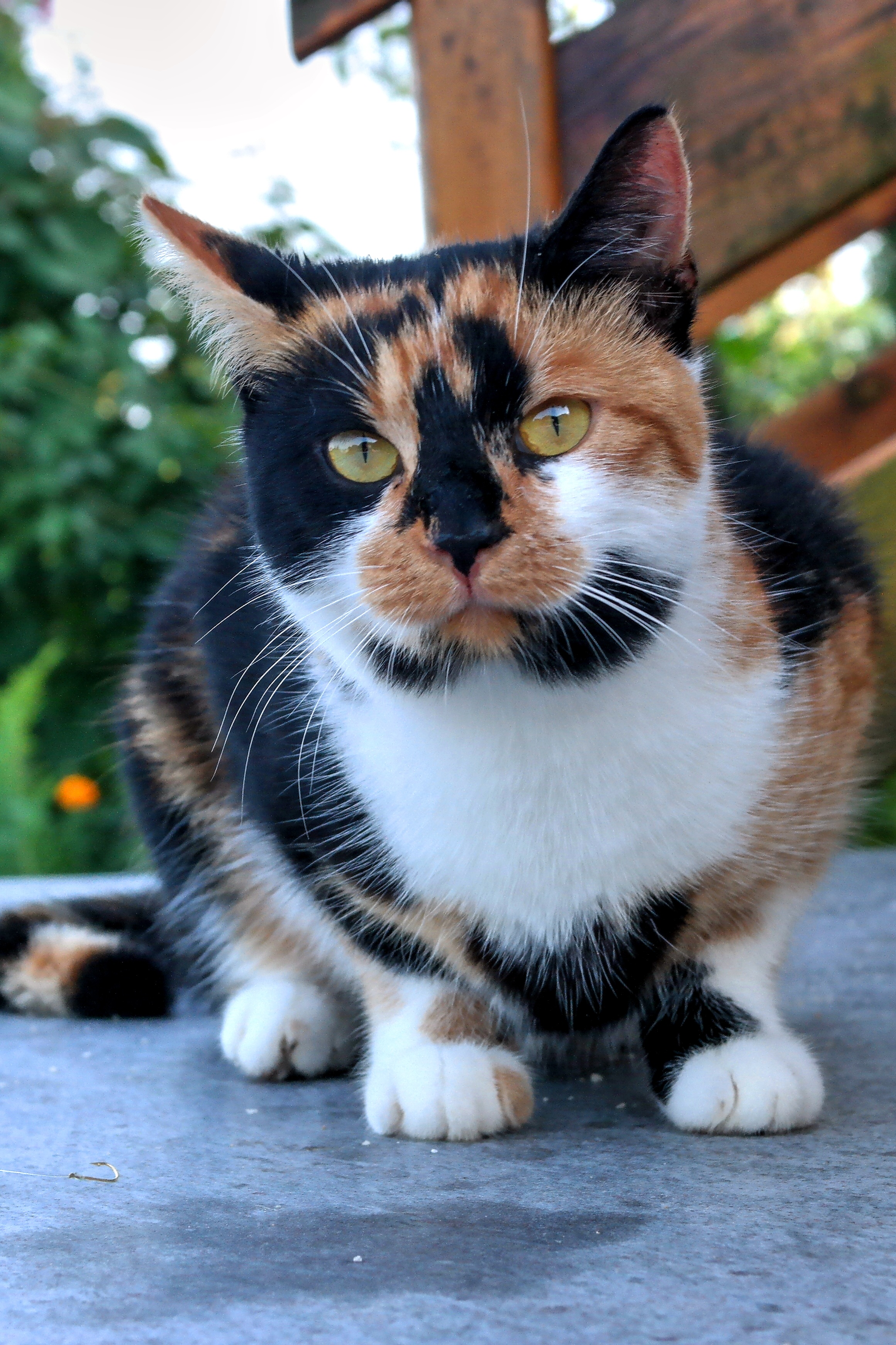 Cat Animals Charming free image download