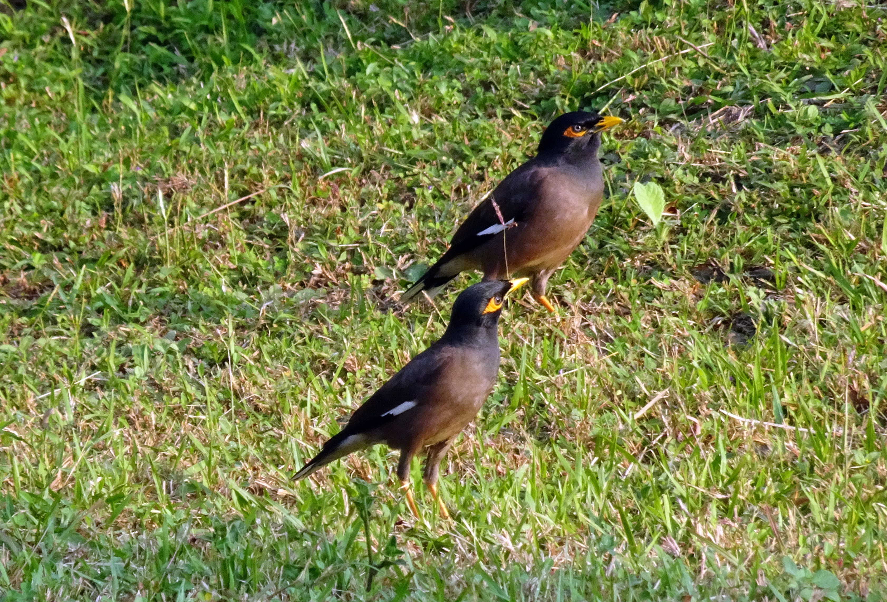 Common Myna Indian Bird free image download