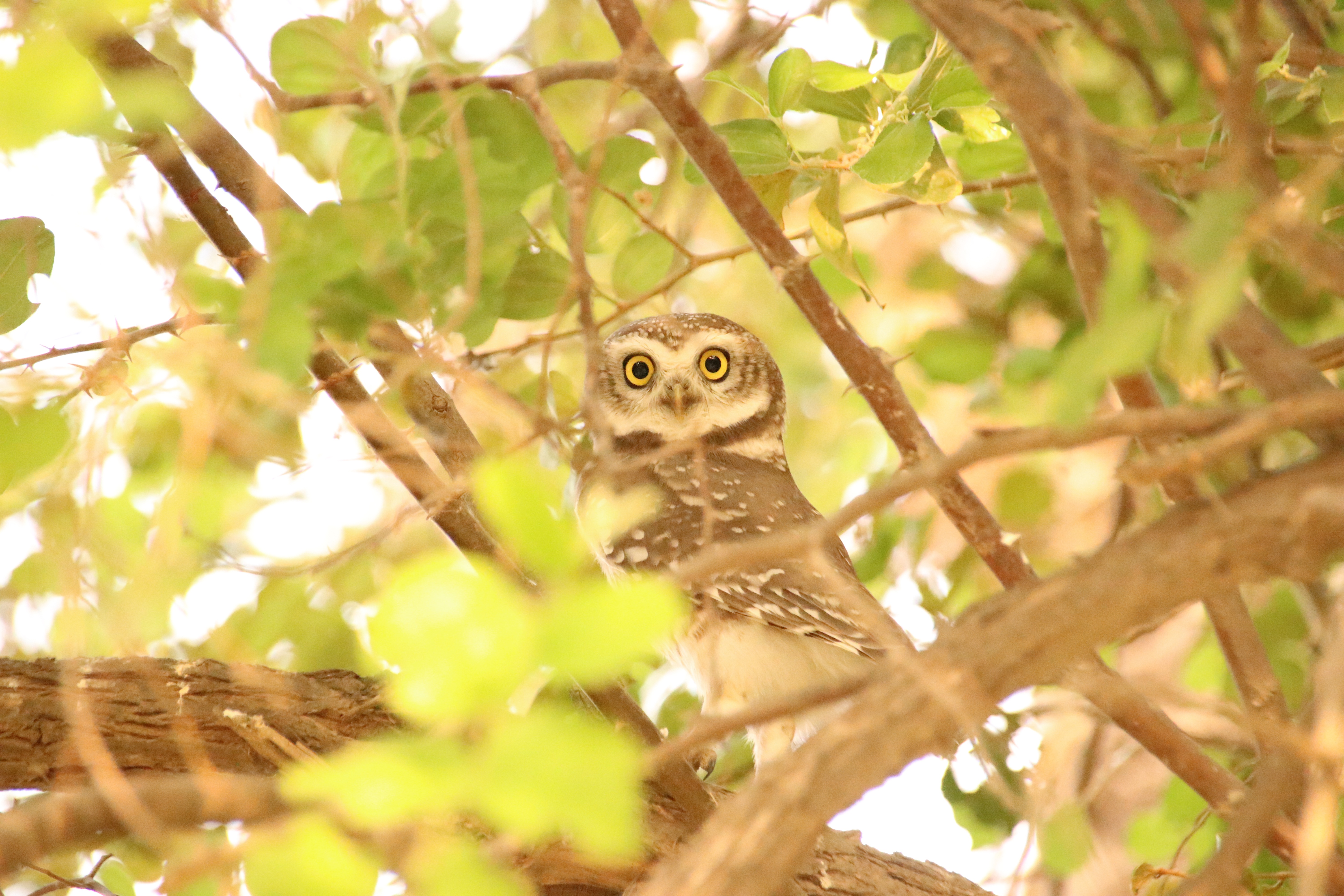 Owl Bird Hiding free image download