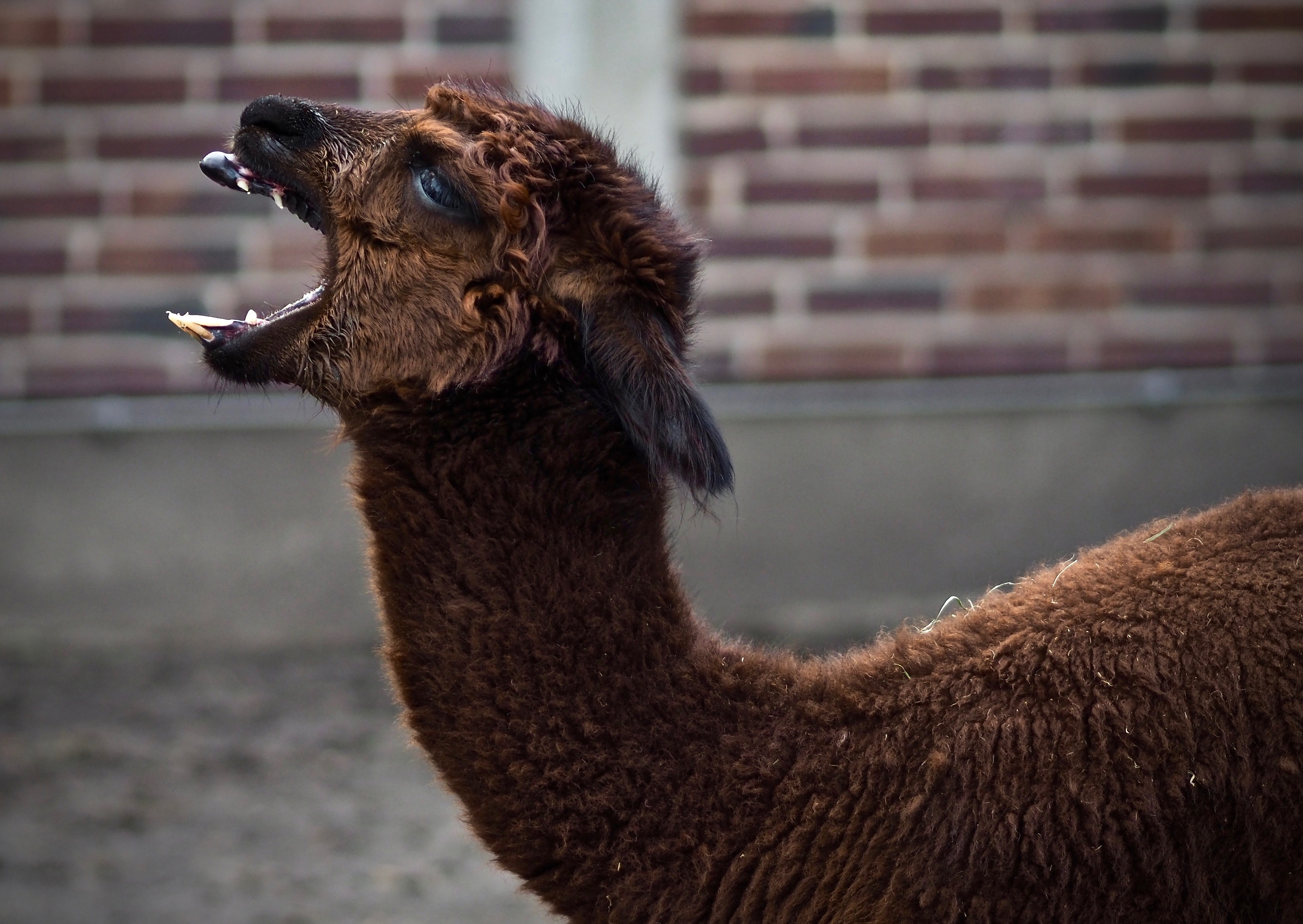 Mammal Animal World free image download