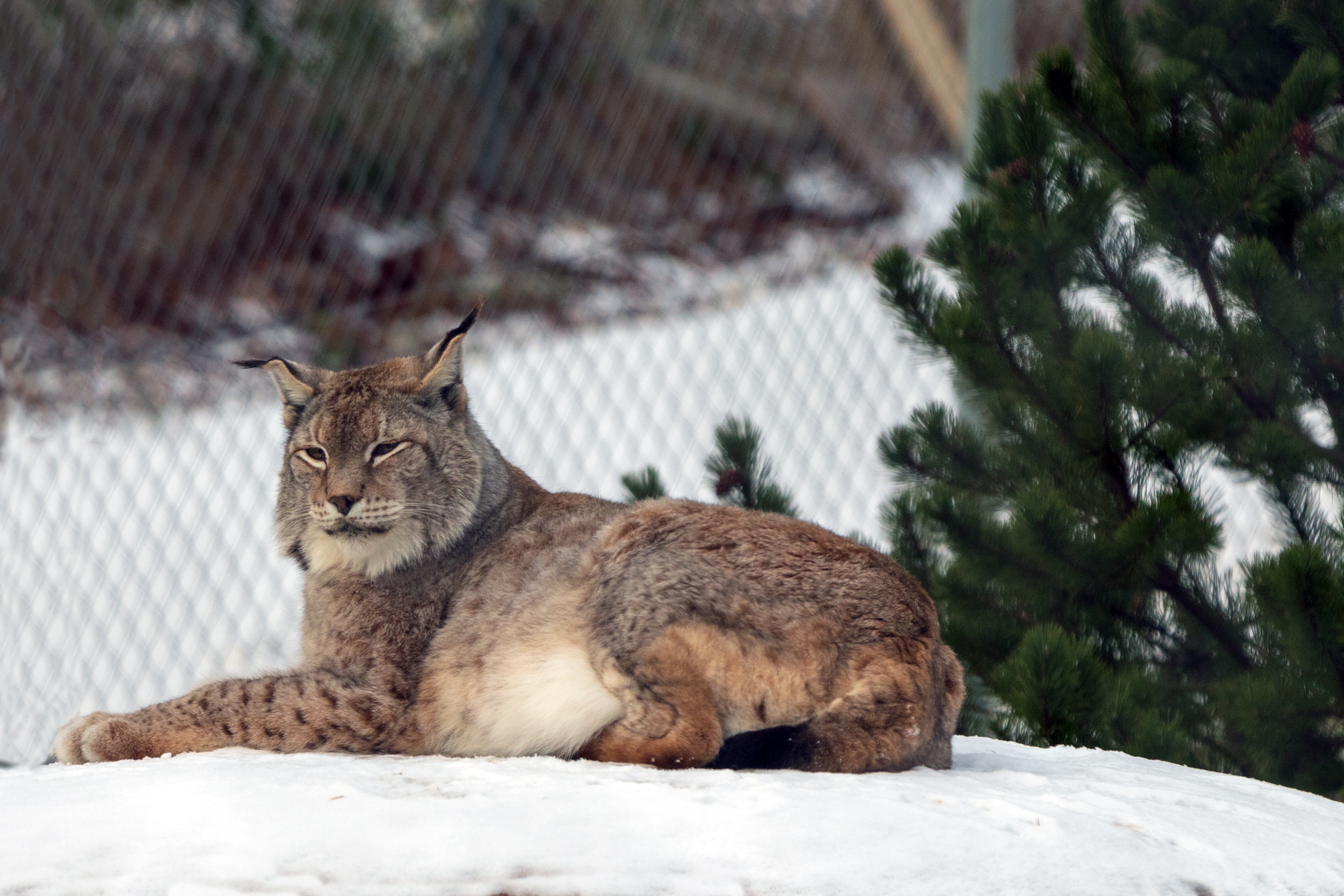 Beautiful lynx in the snow free image download