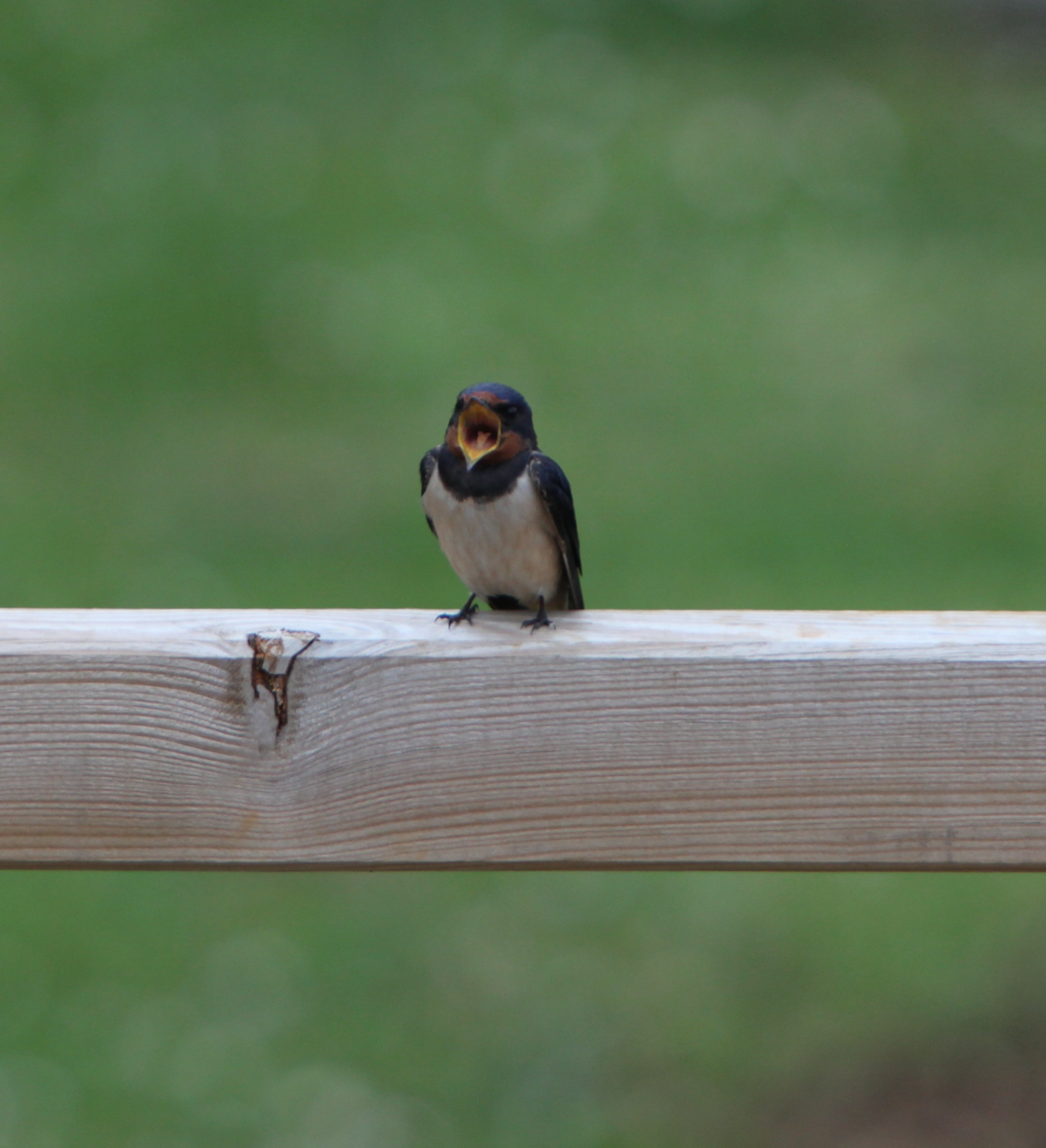 Bird Fauna Animal free image download