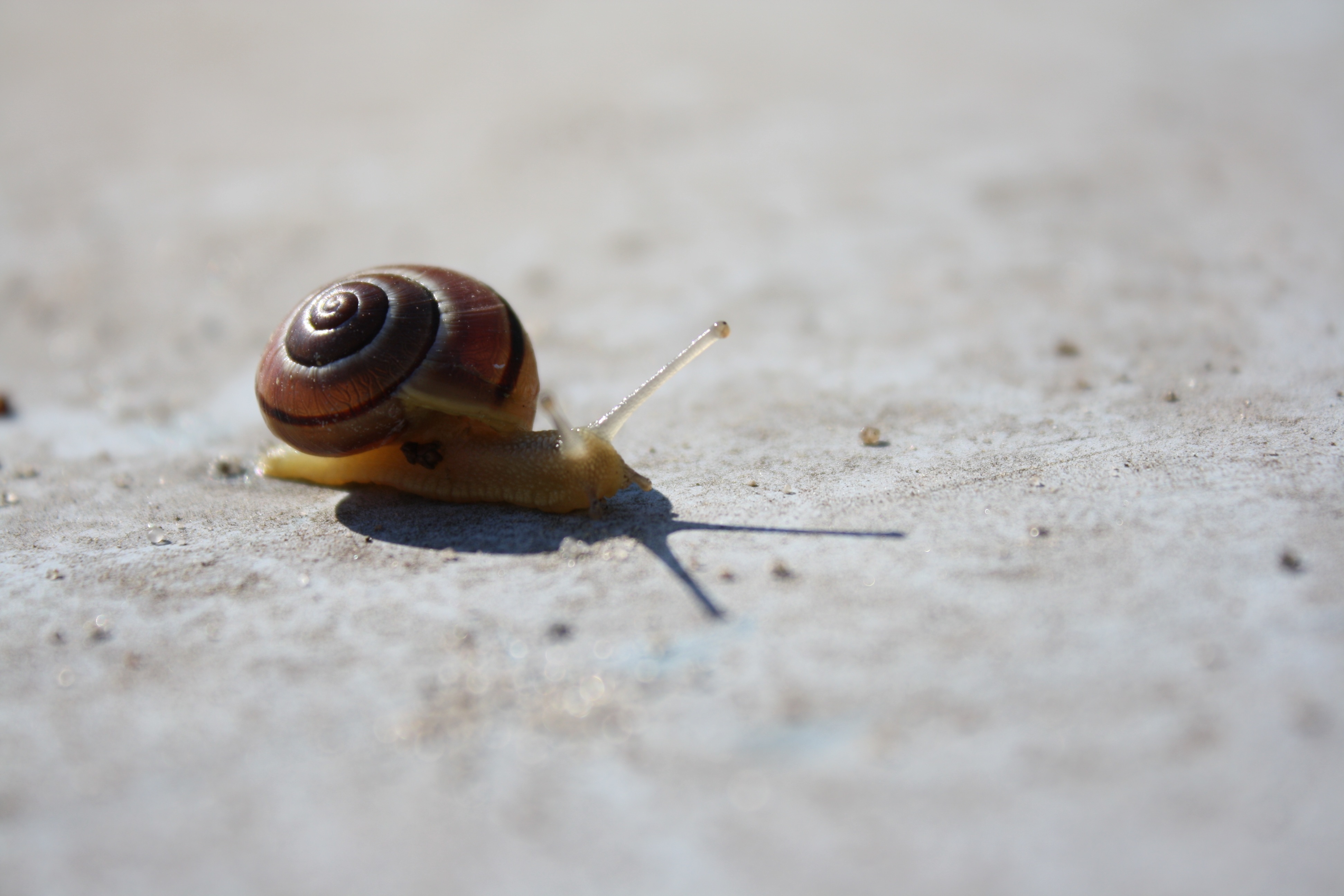Snail Concrete Animal free image download