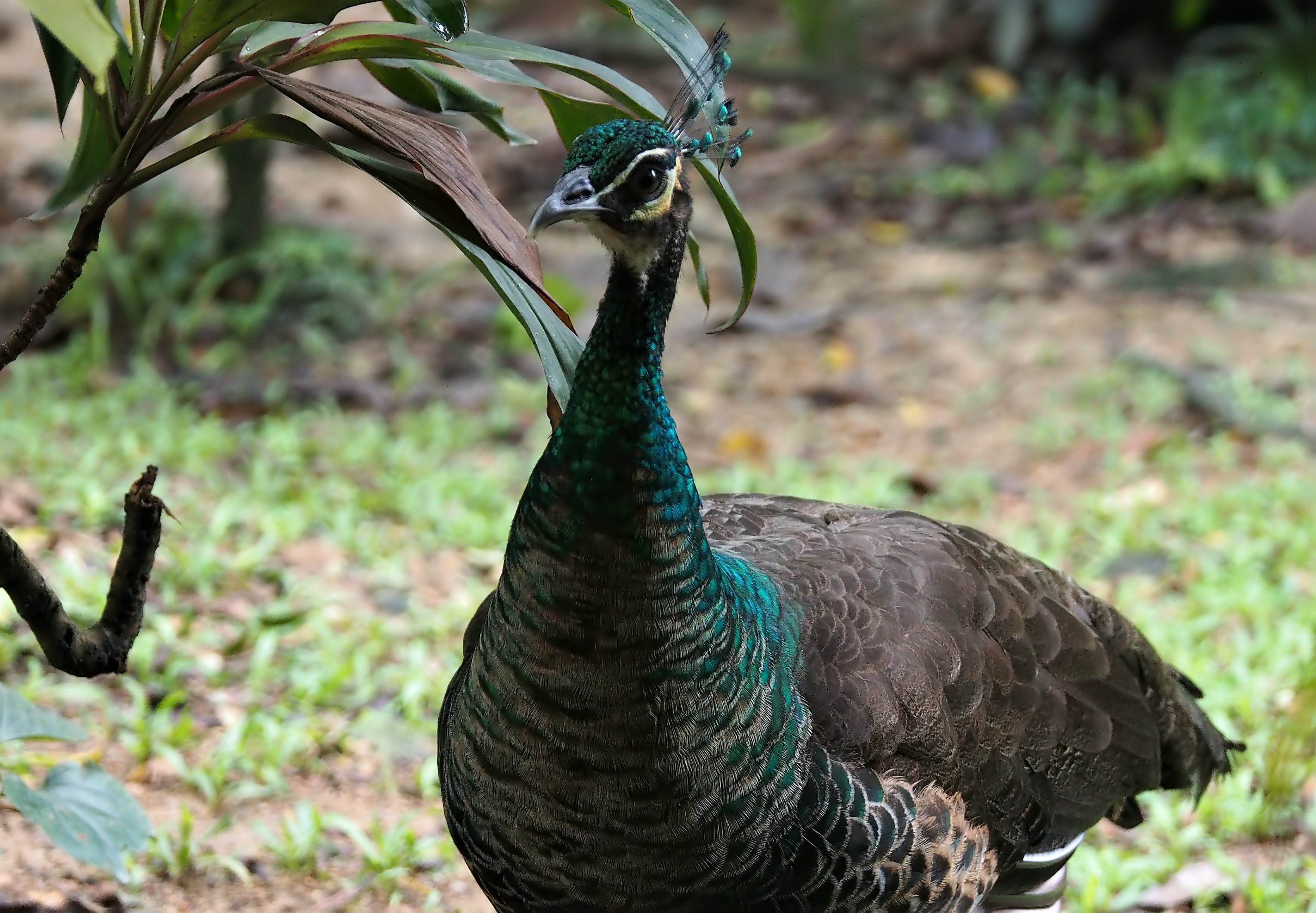 Bird Nature Feather free image download