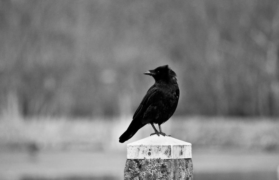 Crow Bird Corvus free image download