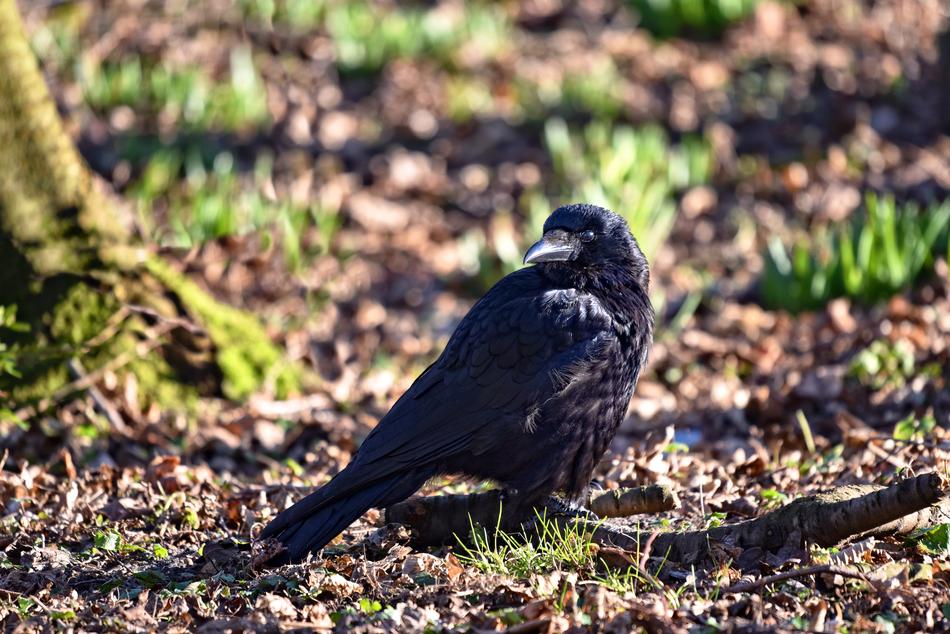 Crow Bird Corvus free image download