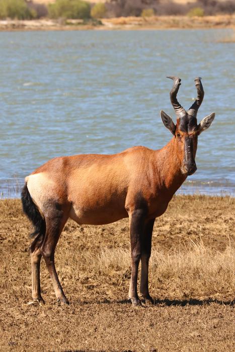 Red Hartebeest Antelope Africa free image download