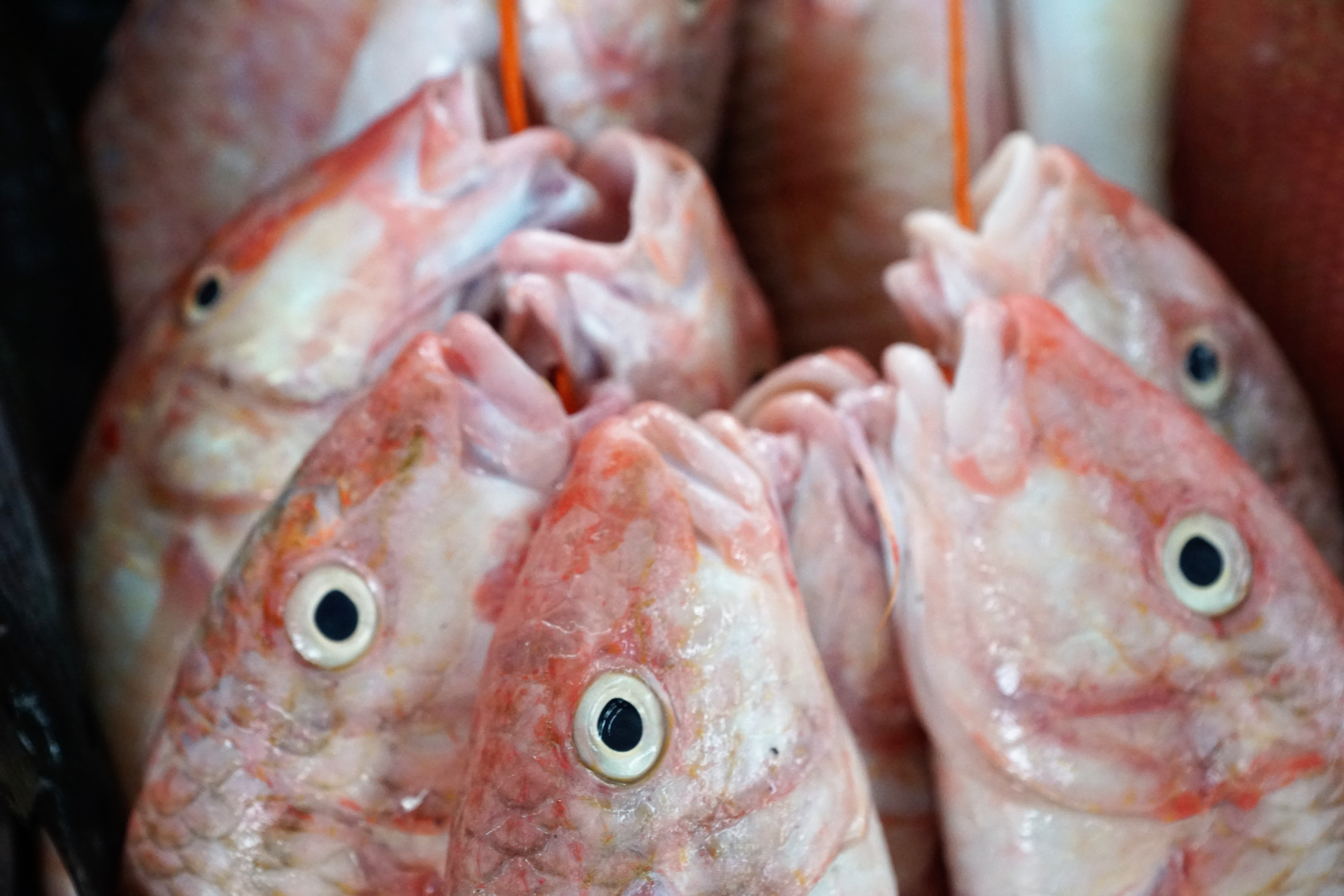 Red heads of raw fish free image download