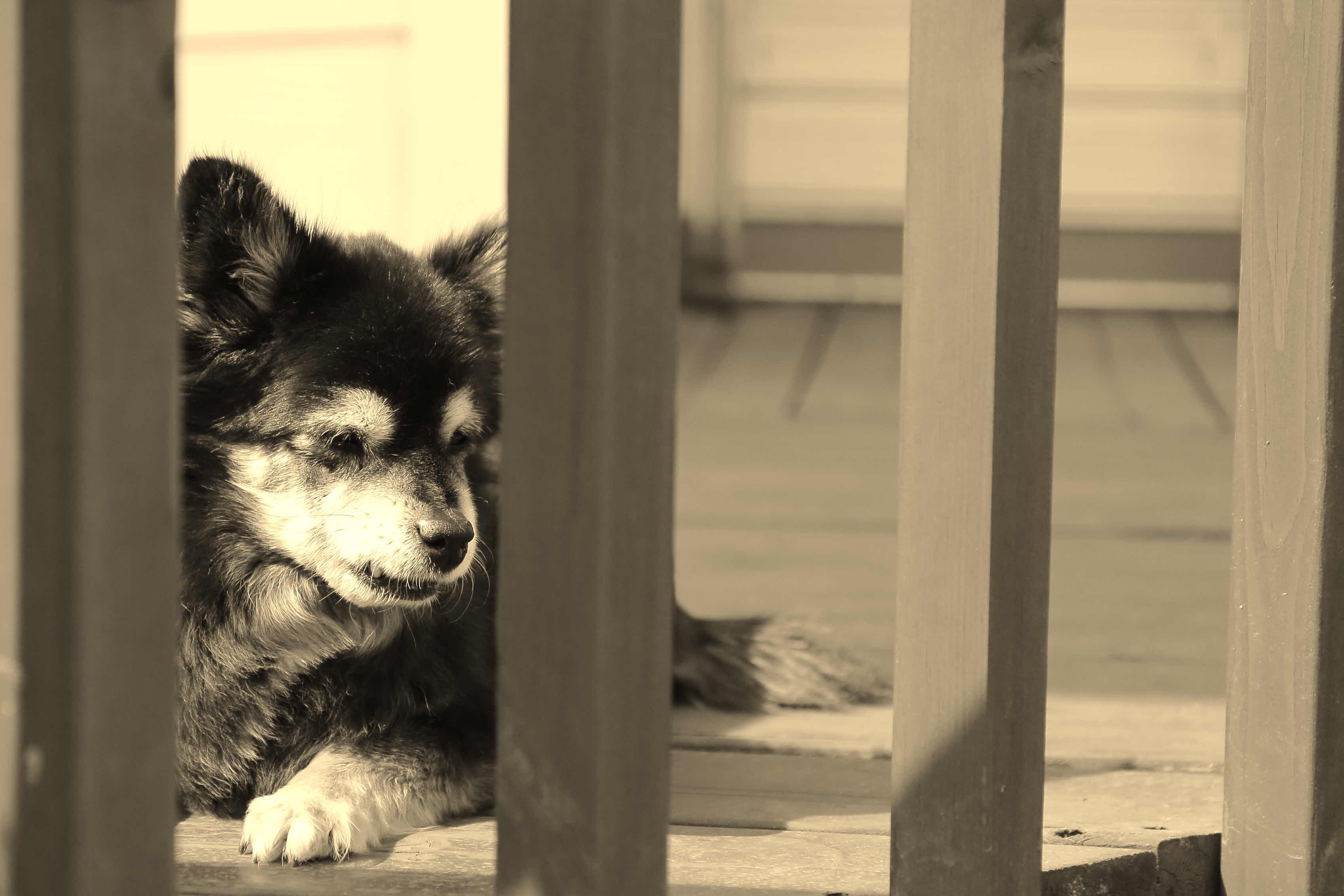 Puppy Dog European free image download