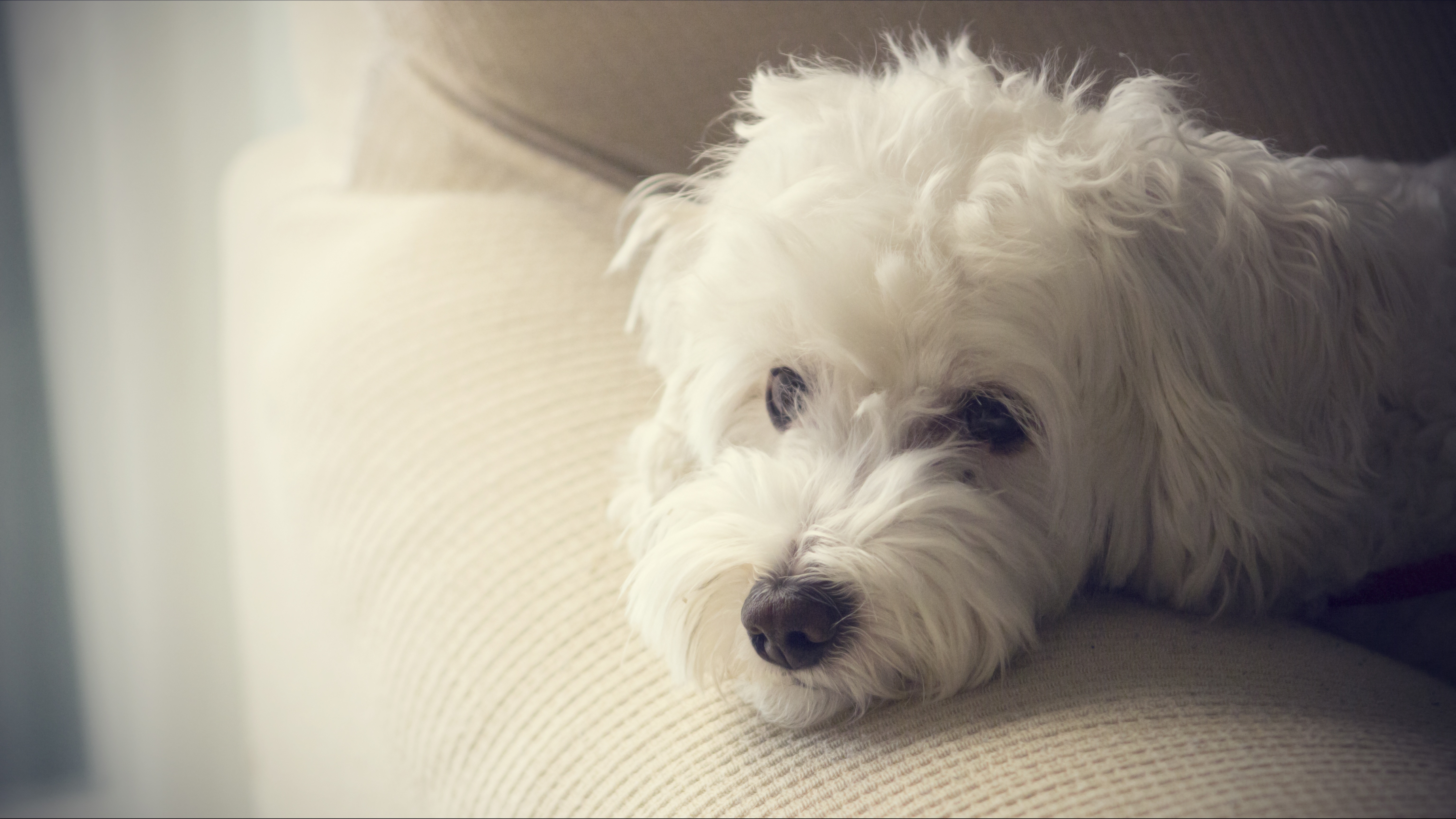 Dog Pets Animals free image download