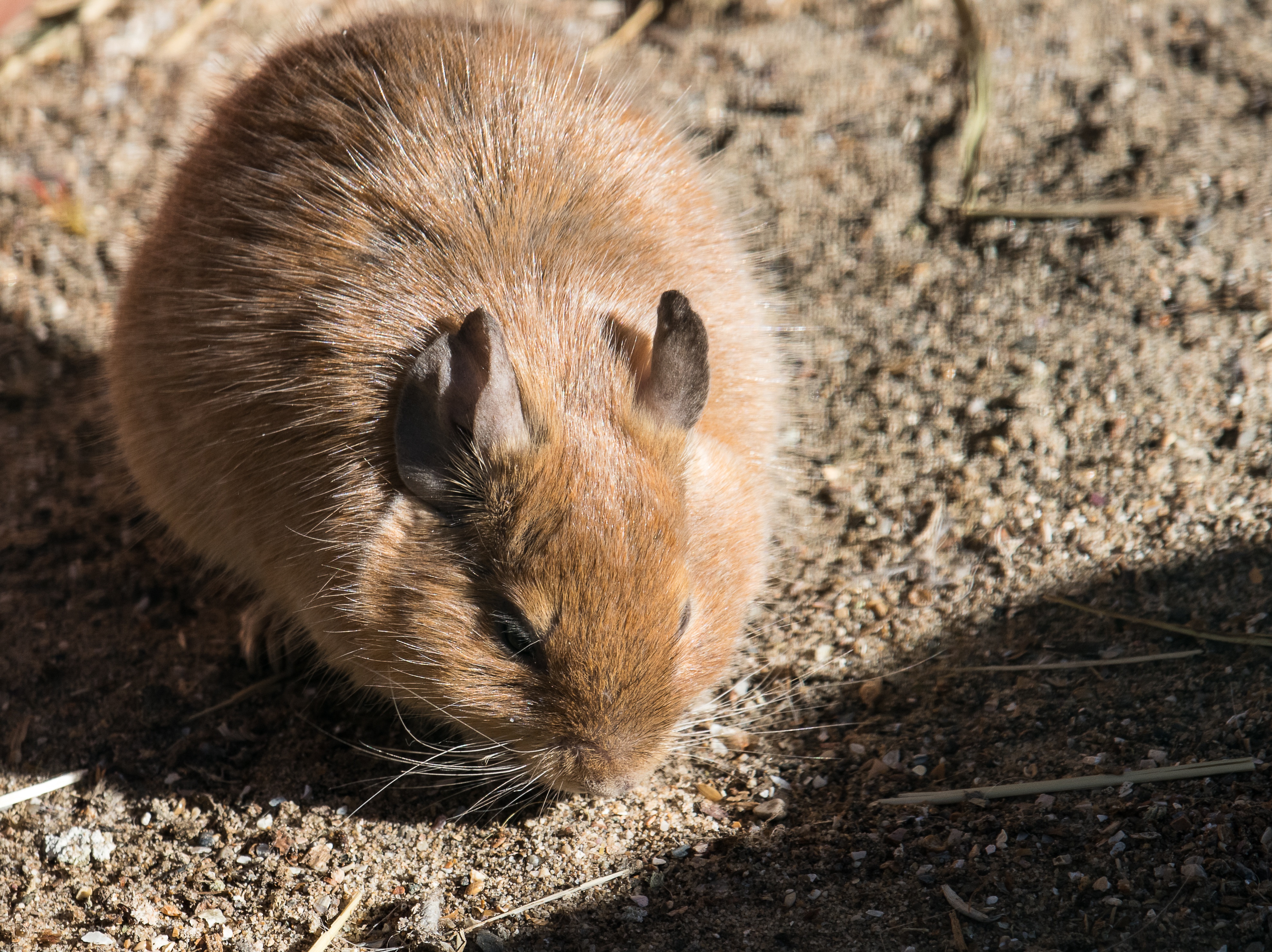 Degus Rodent Mammal free image download