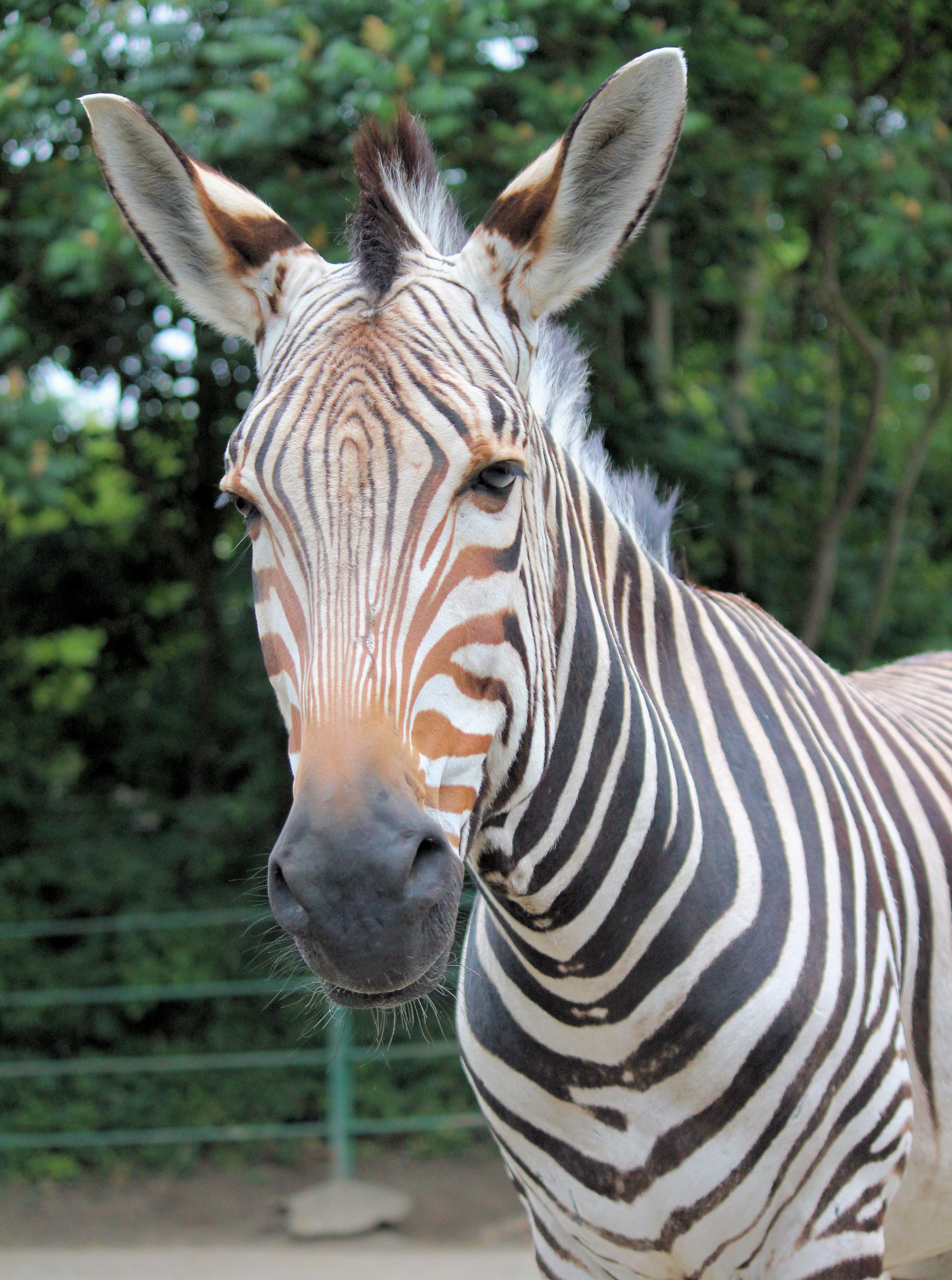 Striped zebra macro free image download
