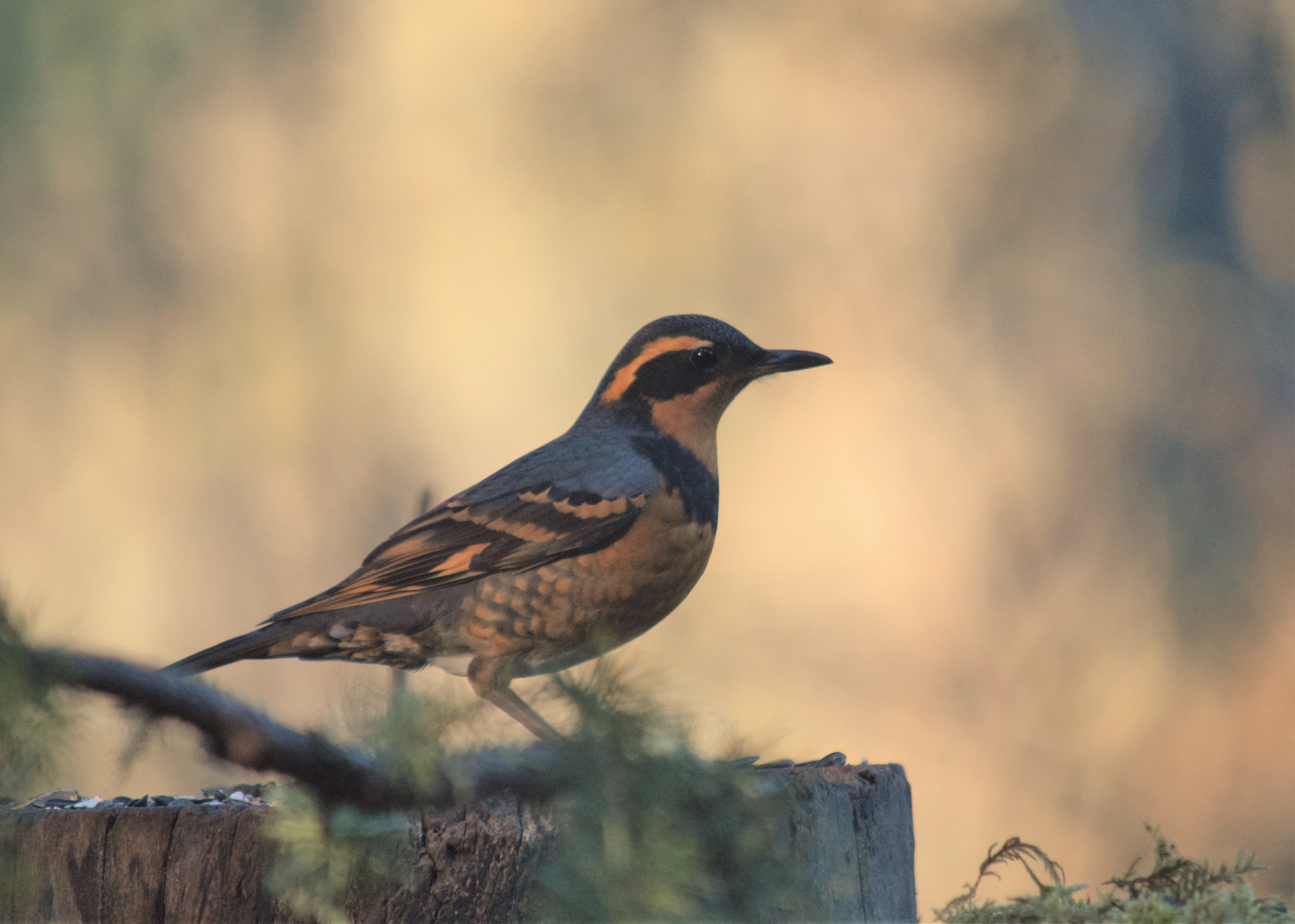 Bird Varied Thrush Birding free image download