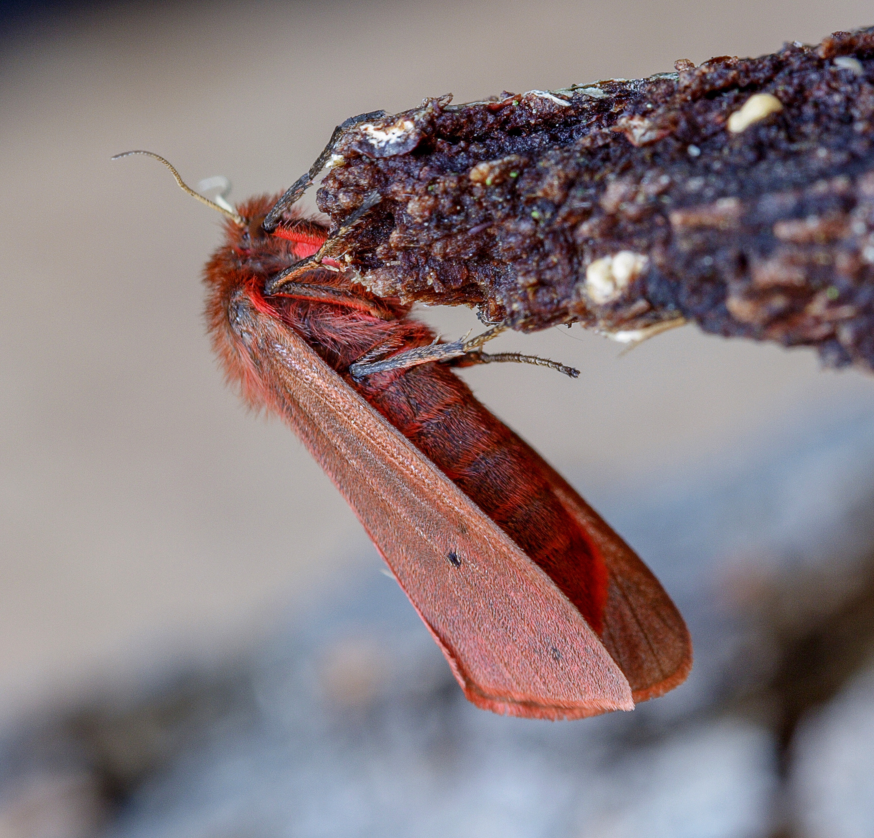 Ruby-Tiger Moth Wings free image download