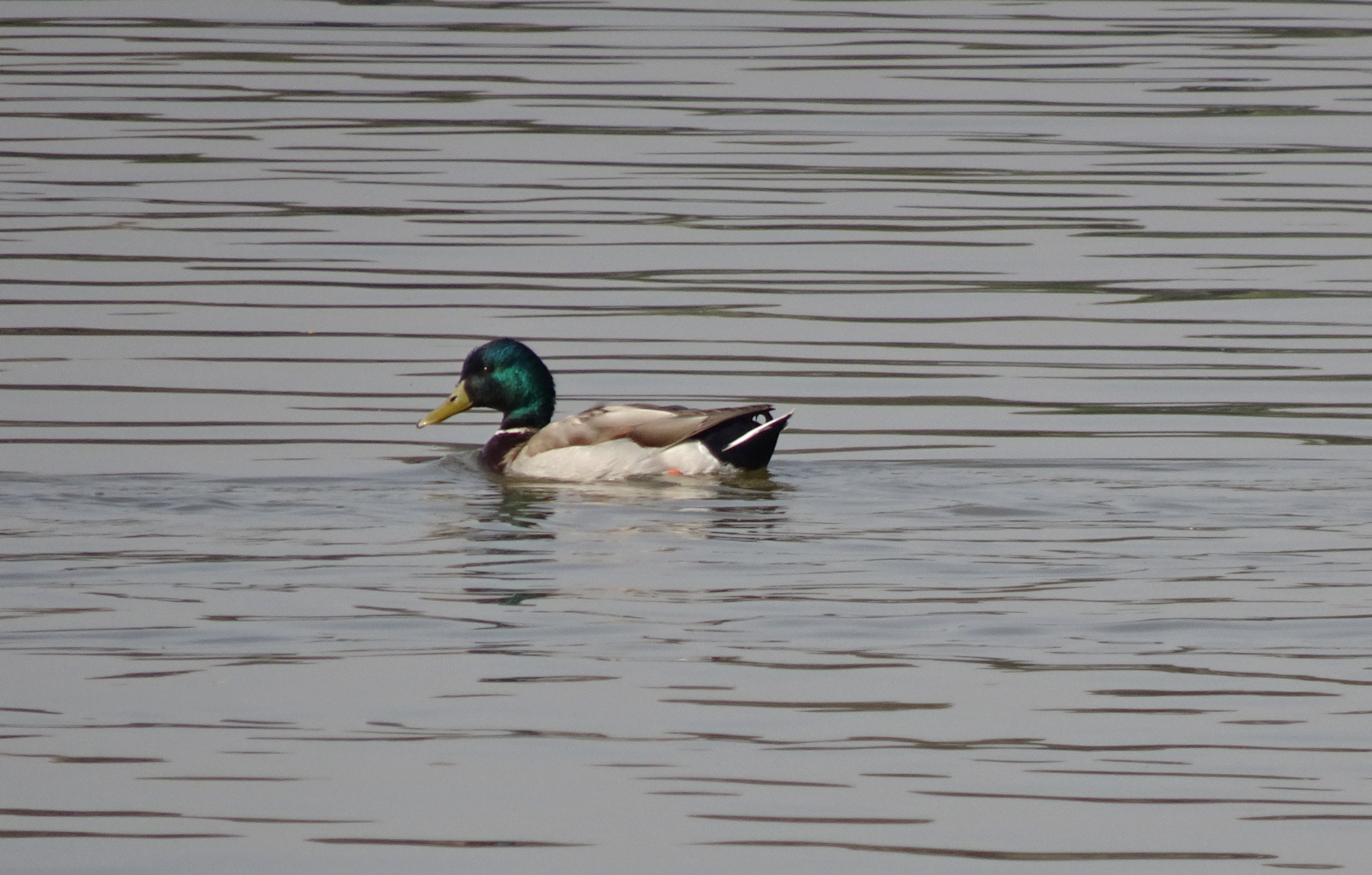 Bird Duck Mallard Anas free image download