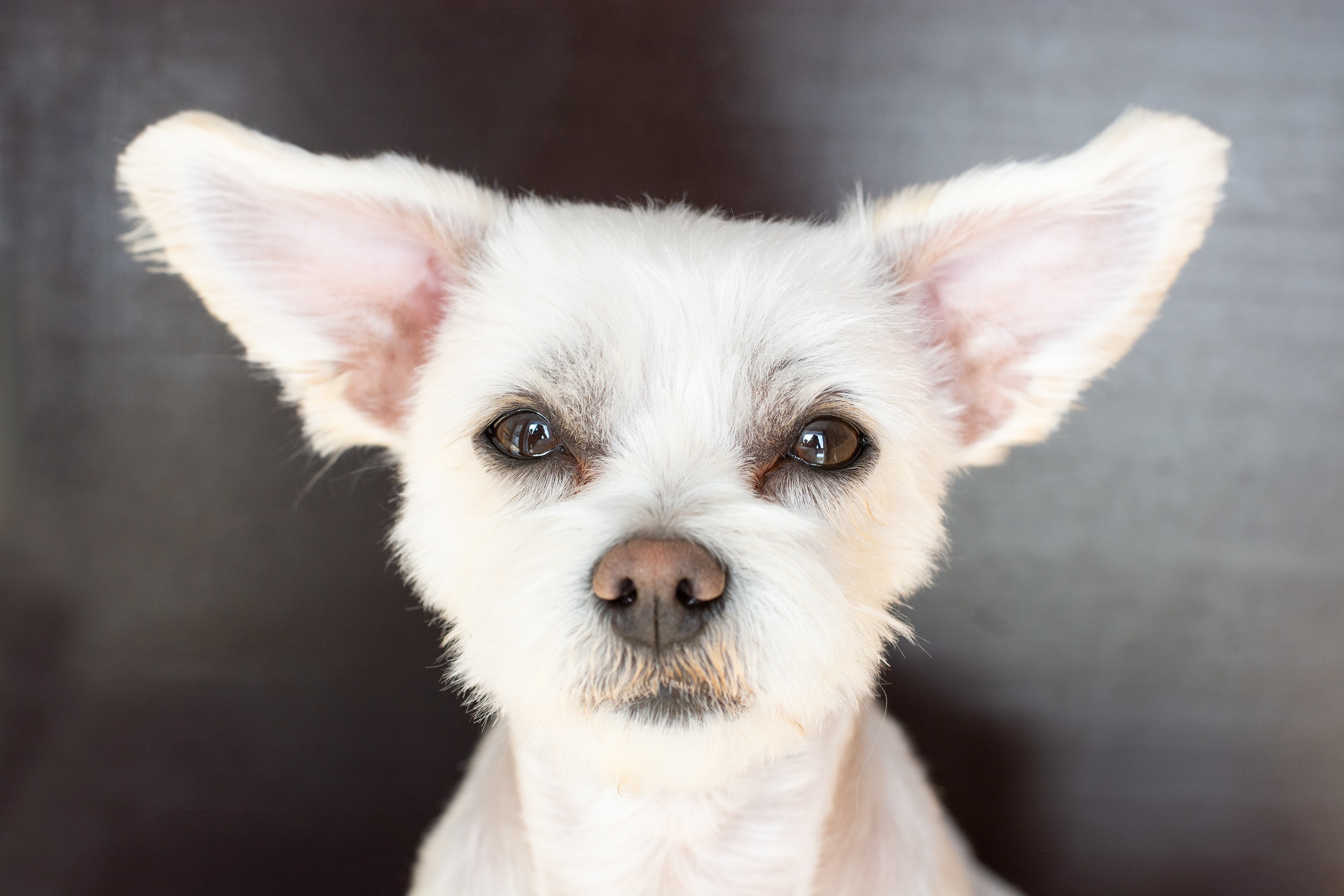Dog White Ears free image download