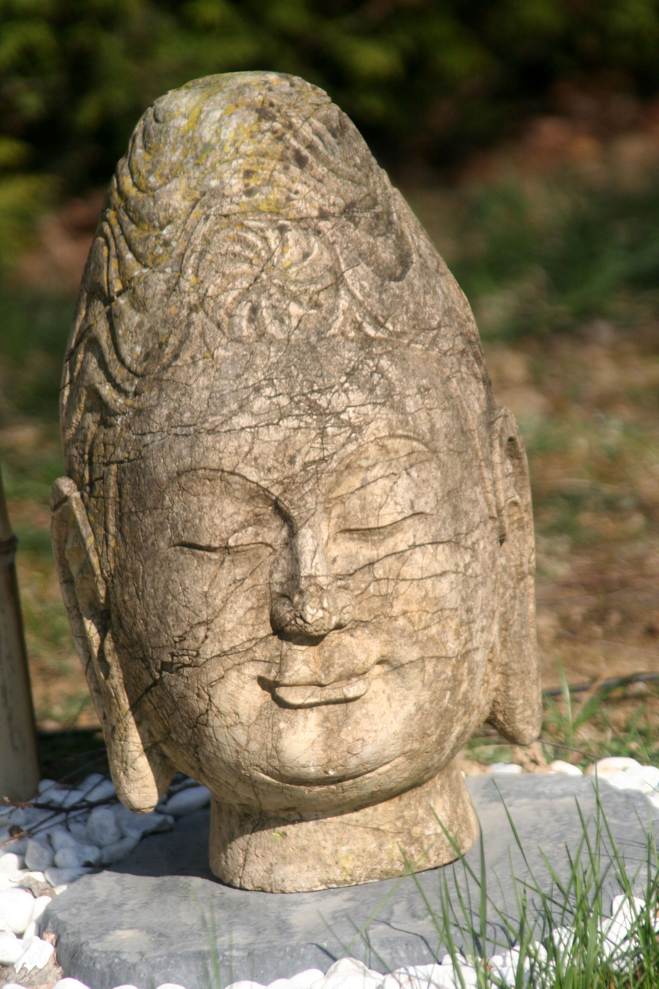 Buddha face tree free image download