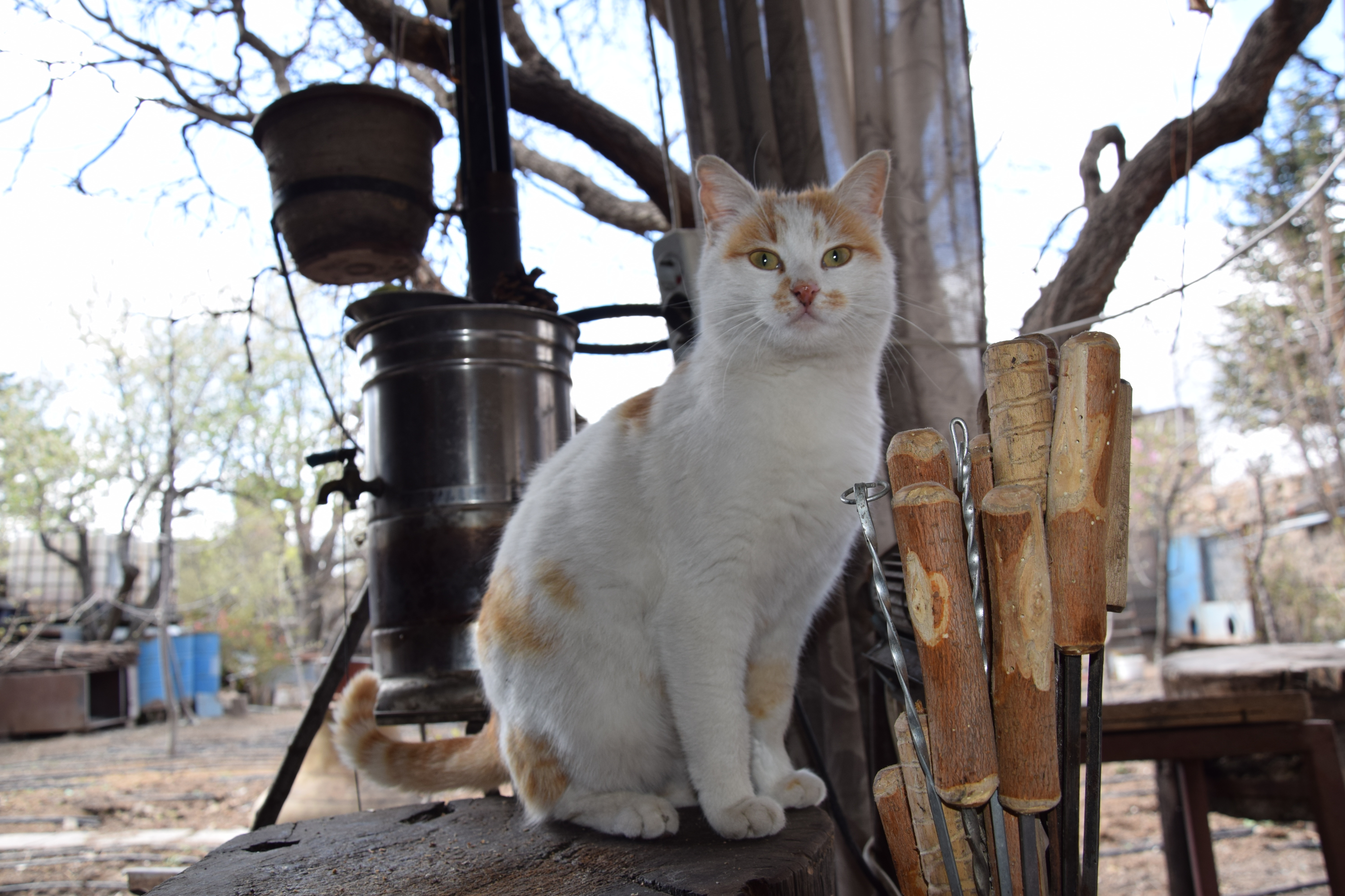 Pet cat on a log free image download