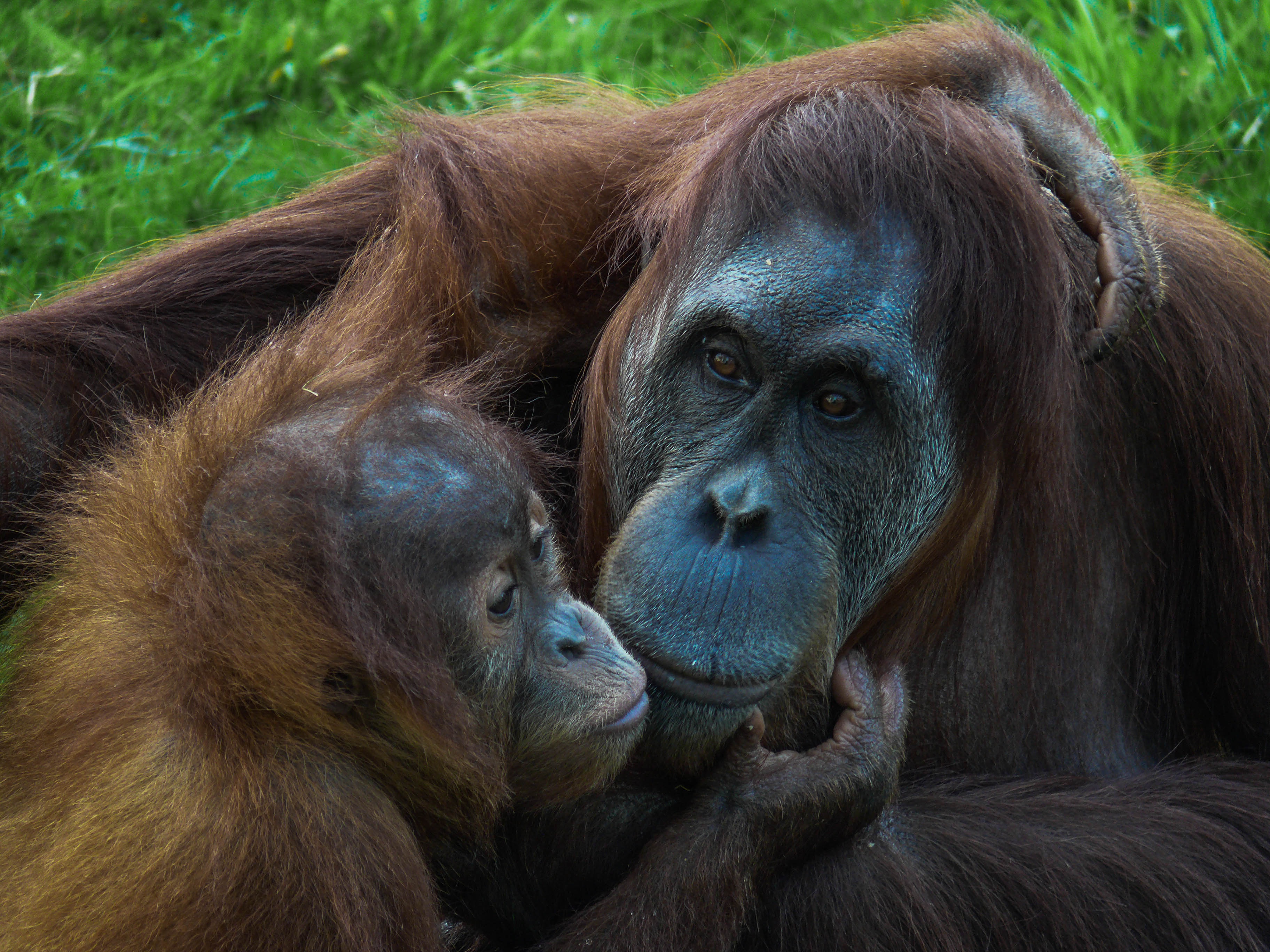 Mammal Primate Fauna free image download