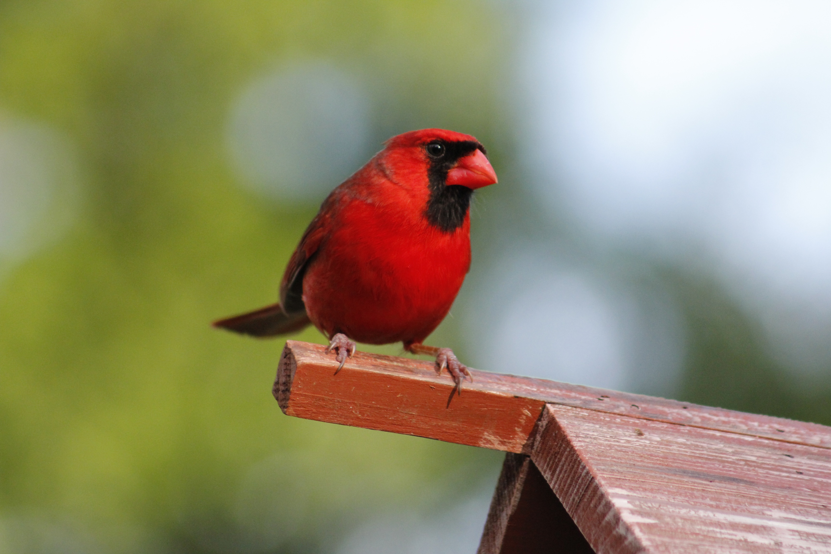 Red cardinal Bird in Wildlife Outdoors free image download