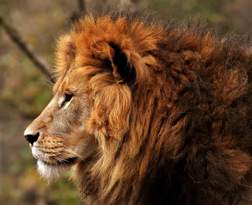 Lion Predator Dangerous free image download