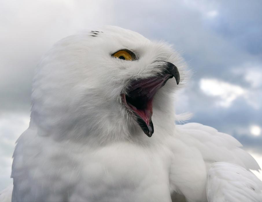Screaming white owl free image download