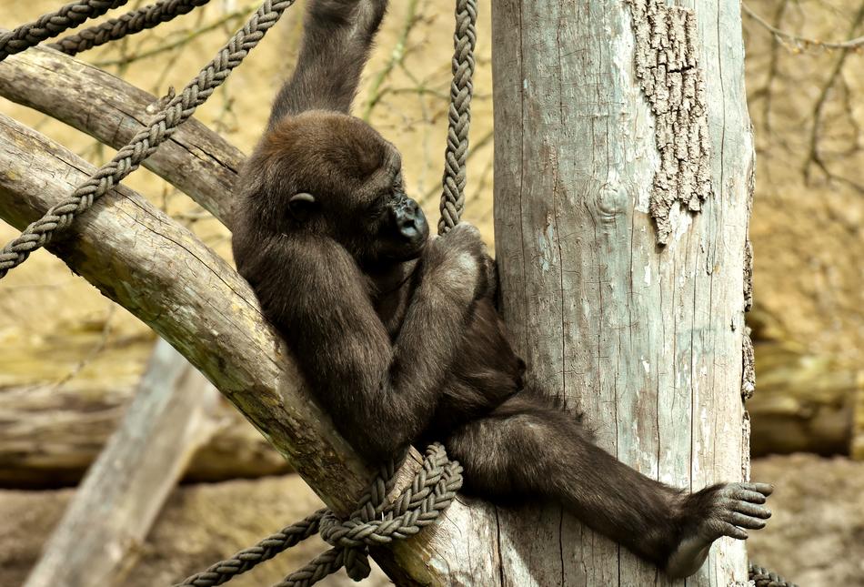 Resting monkey in a tree free image download