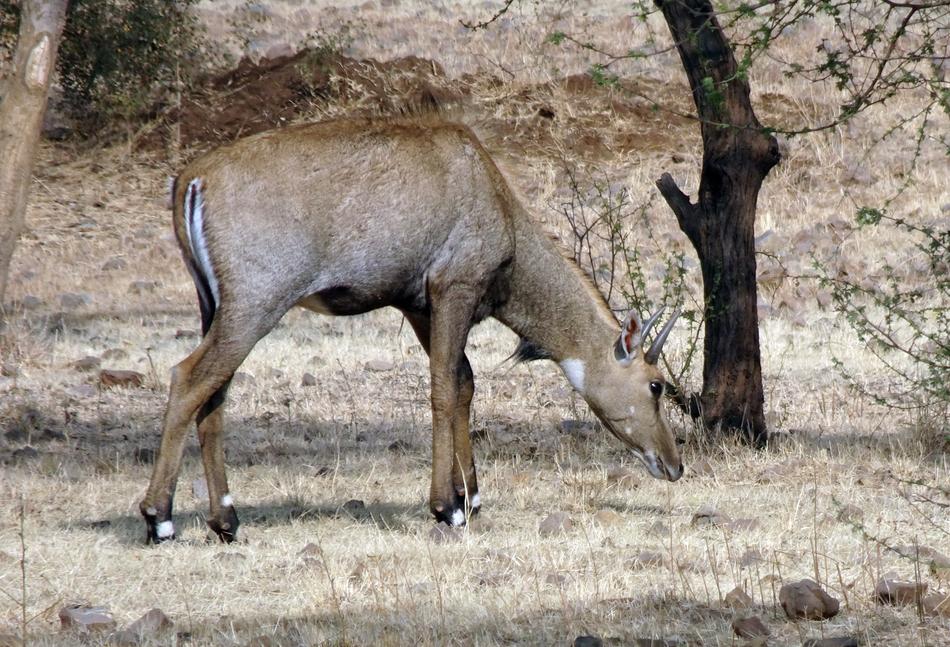 Nilgai Antelope Animal free image download