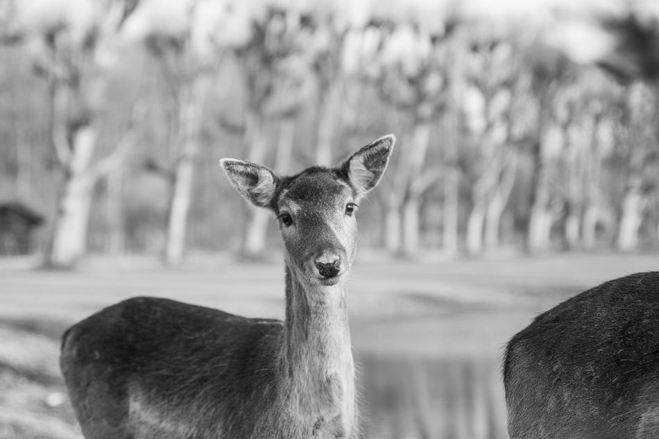 Deer Fallow free image download