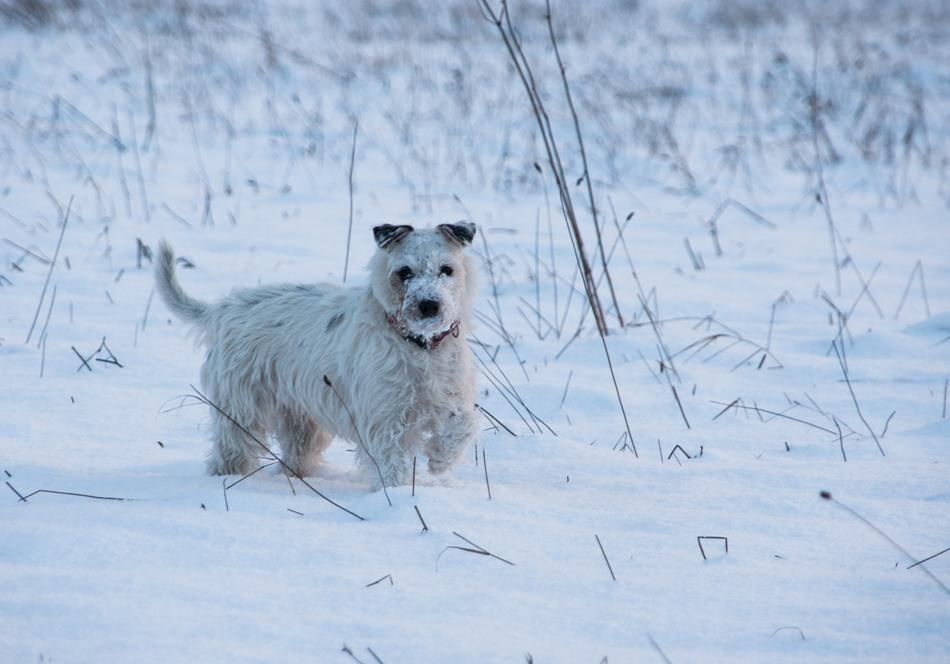 Dog Snow Doggy Style free image download
