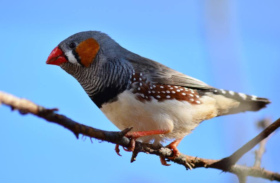 Bird Zebra Finch Close Up free image download