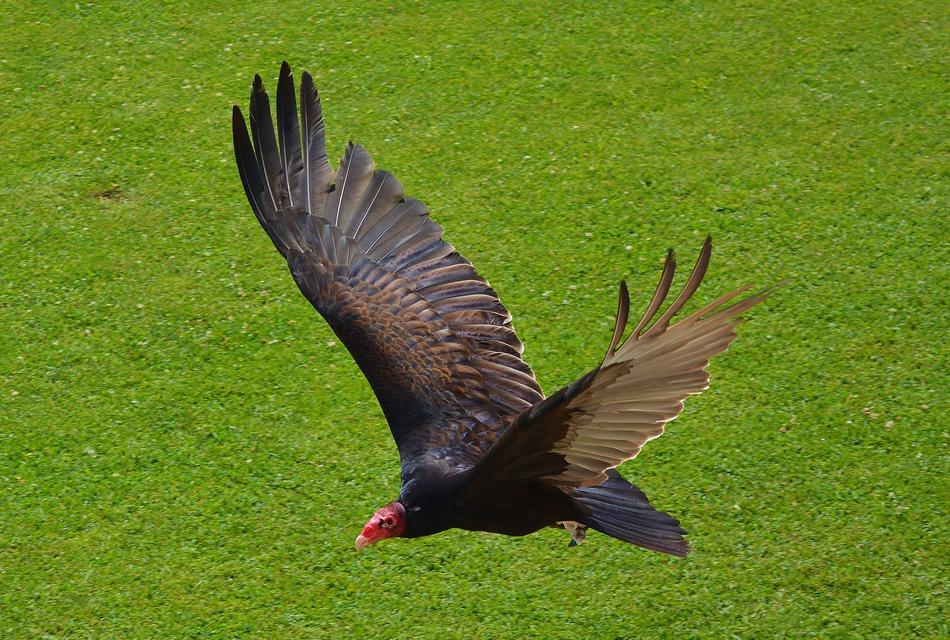 A magnificent black eagle on green grass. free image download