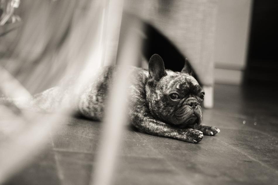 Dog Relaxed Relax free image download