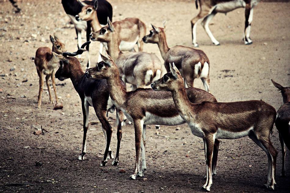 Cervidae Deer Animal free image download