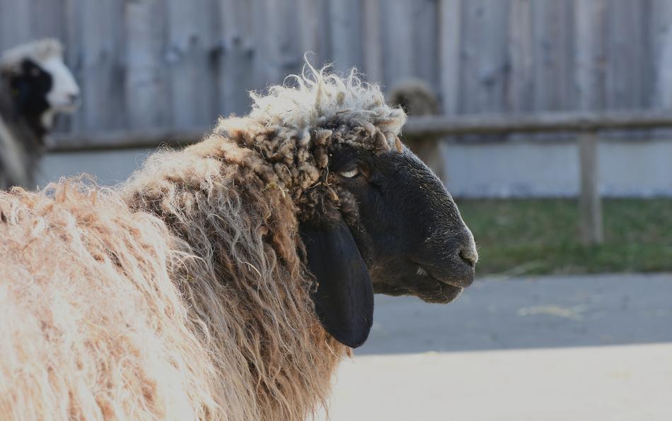Sheep Wool Animal free image download