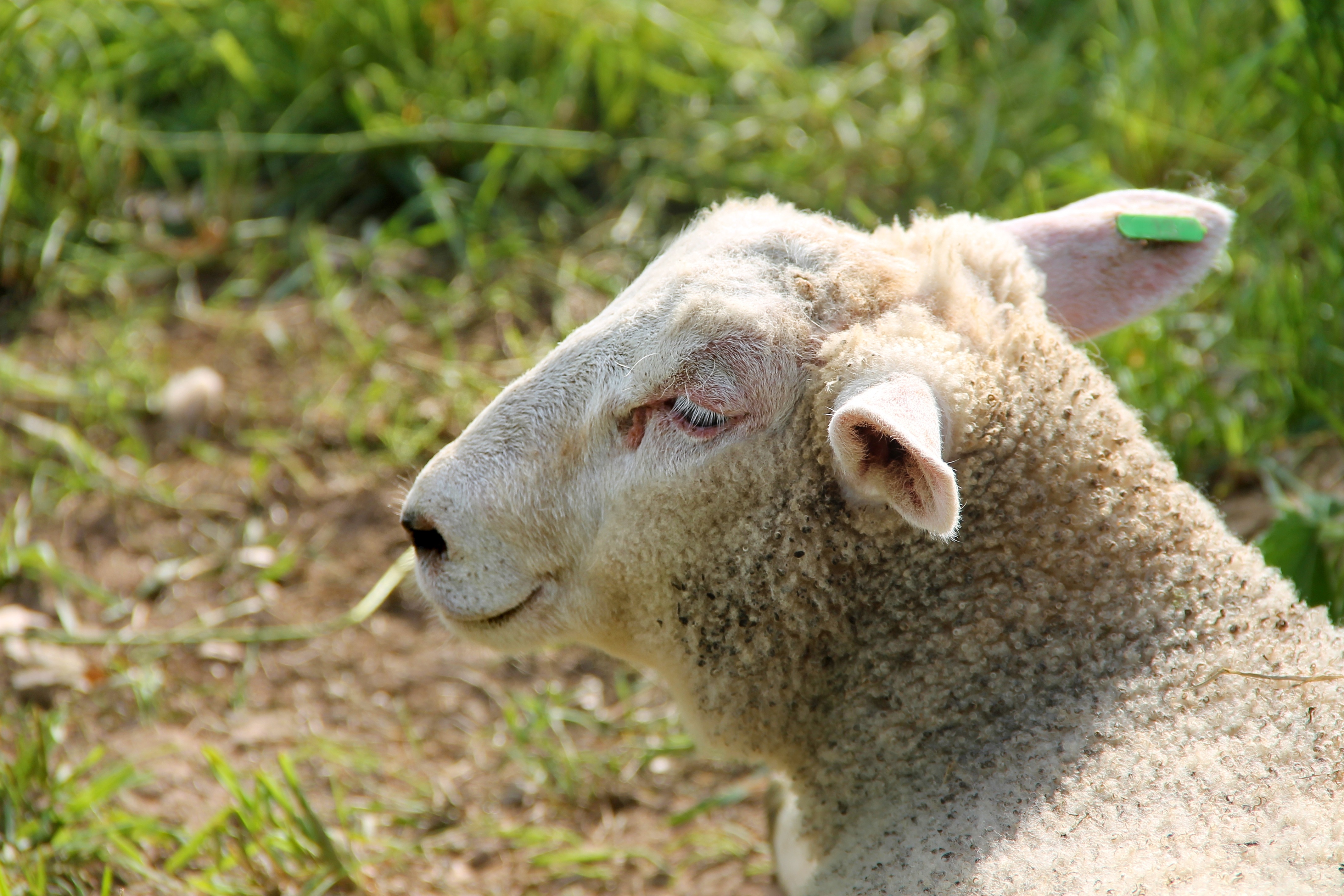 Lamb Sheep Schäfchen free image download