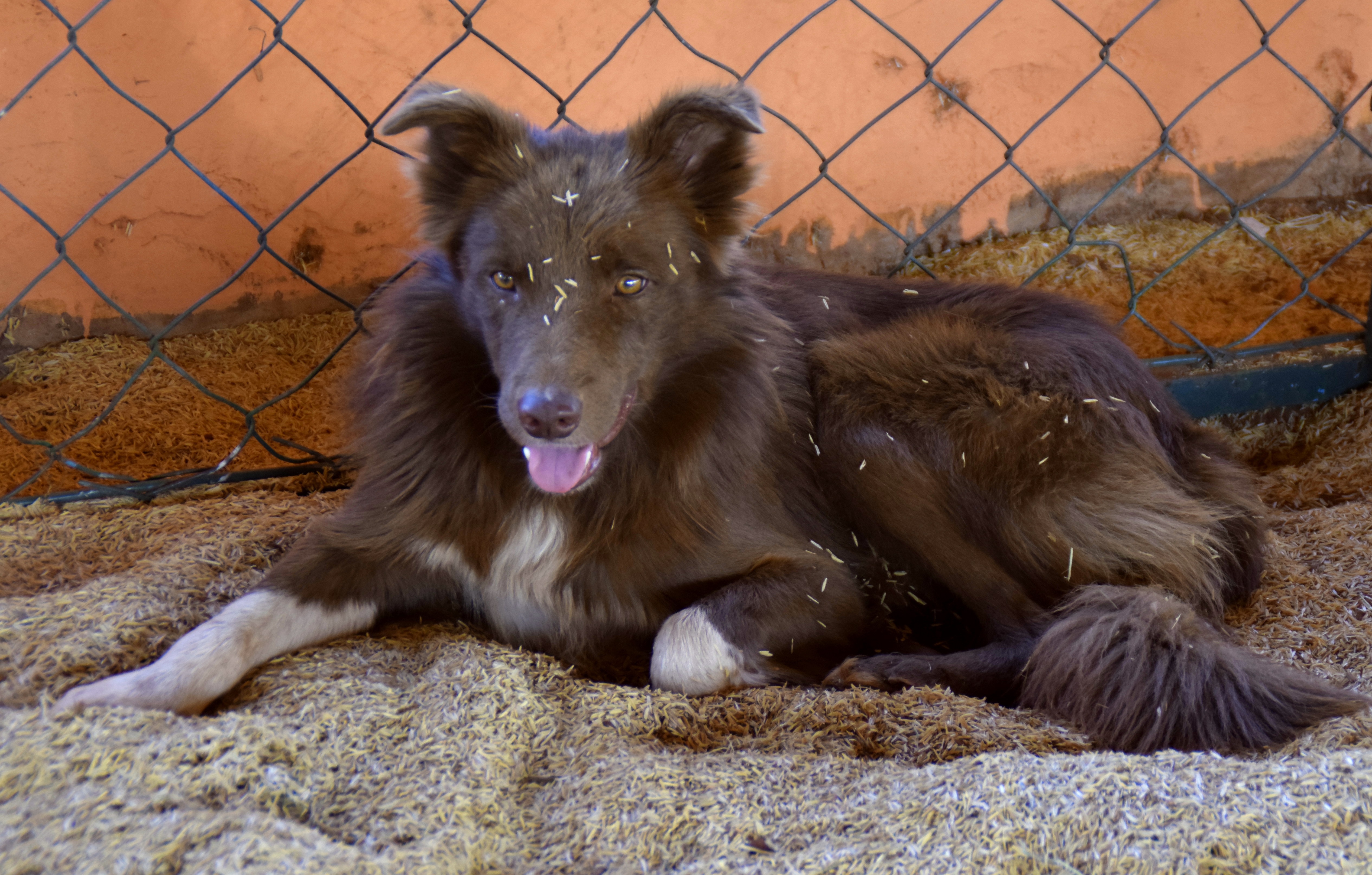 Brown dog in a pen free image download
