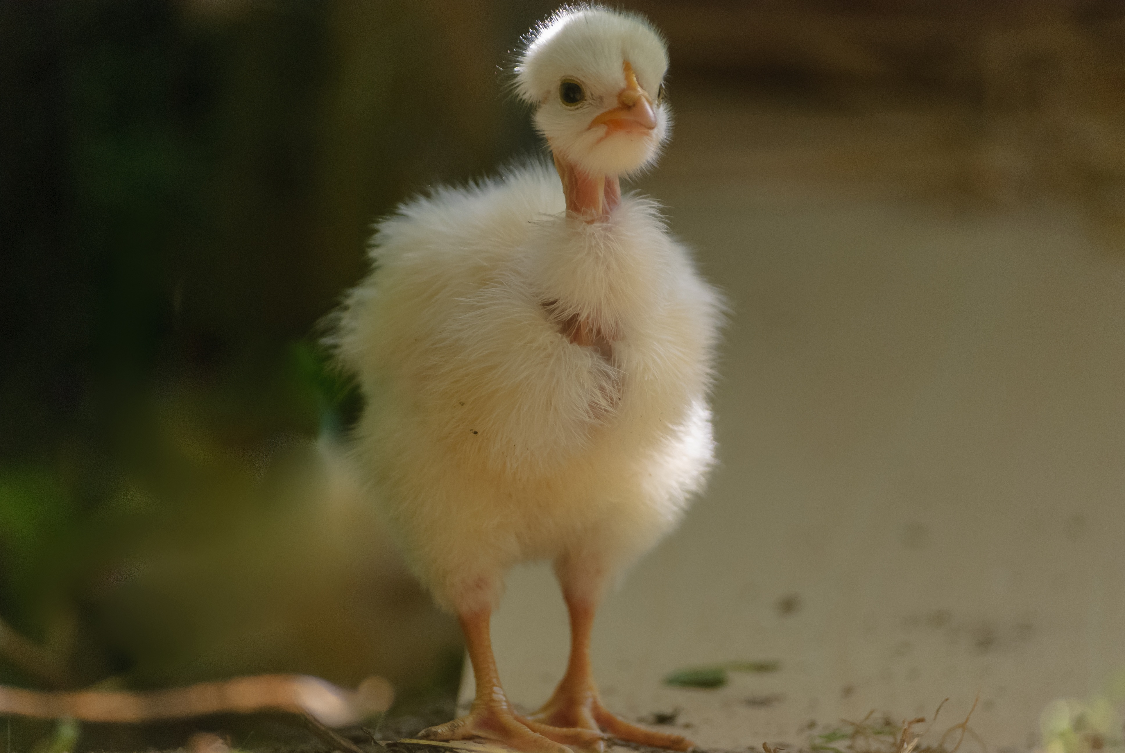 Chick Gallinacé Animal free image download