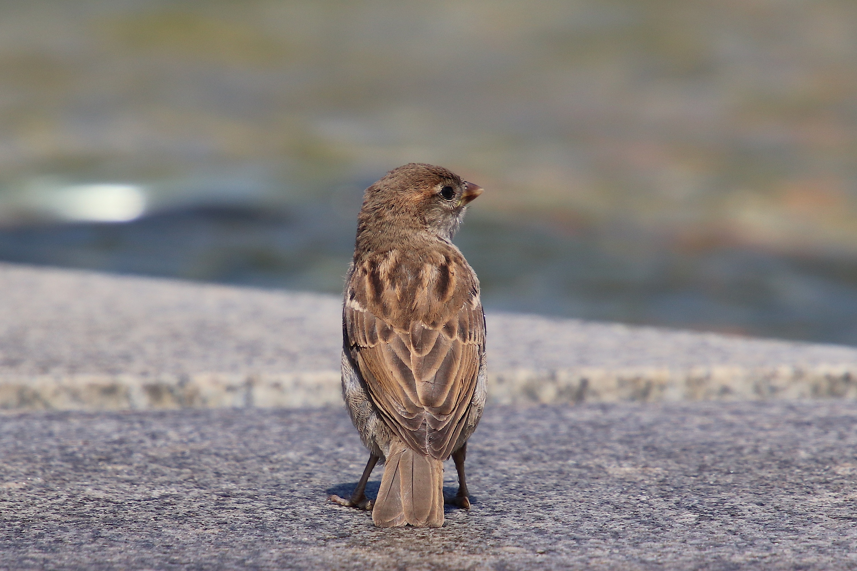 Sparrow House Sperling free image download