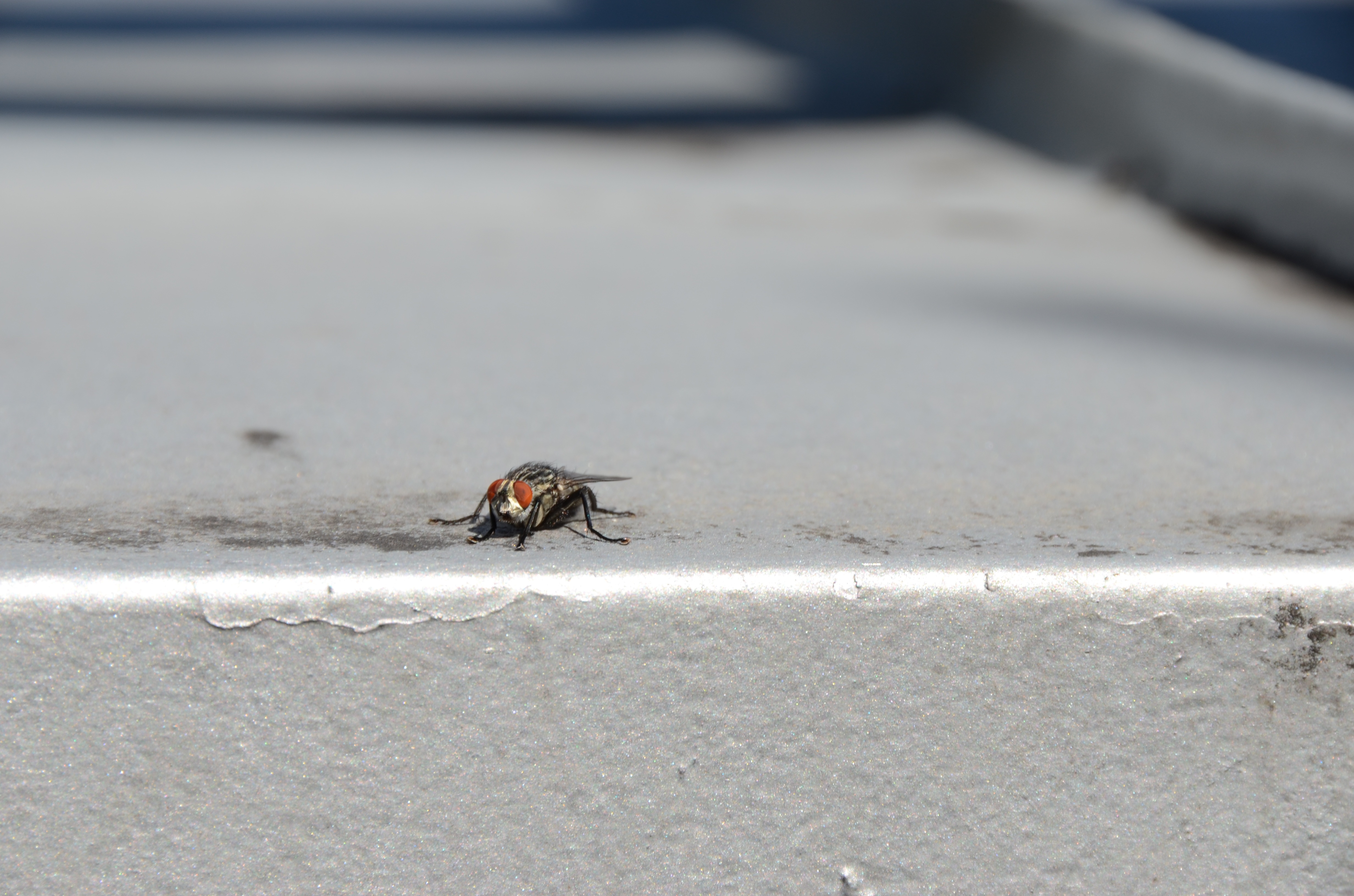 Insect Visitor Doodlebug free image download